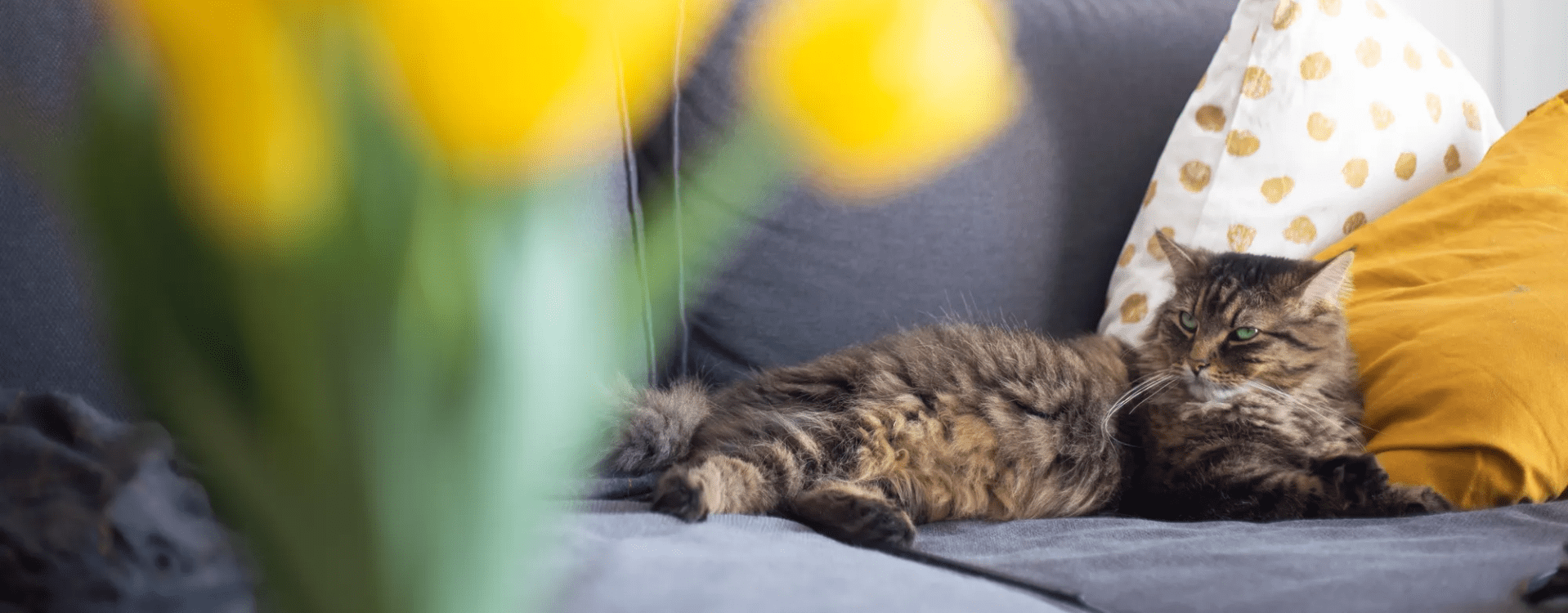 Assurance chat & Mutuelle chat : Remboursement 48h