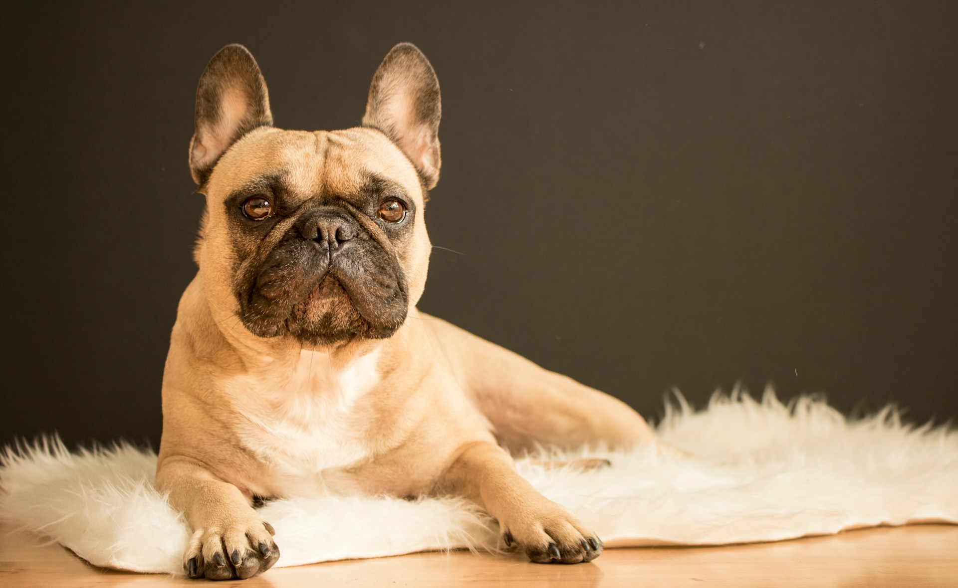 Pyodermite chez le chien : causes, symptômes, traitements | Goodflair