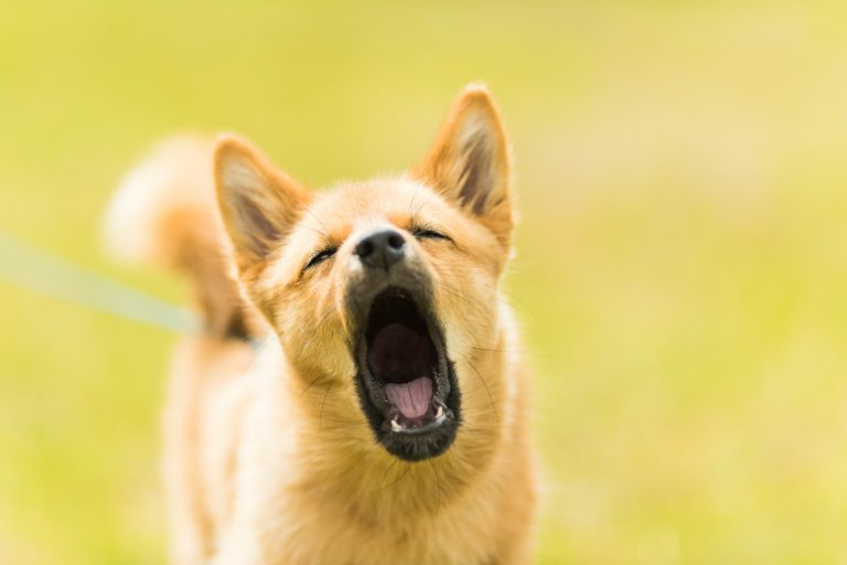 Rage chez le chien : causes, symptômes, traitements | Goodflair