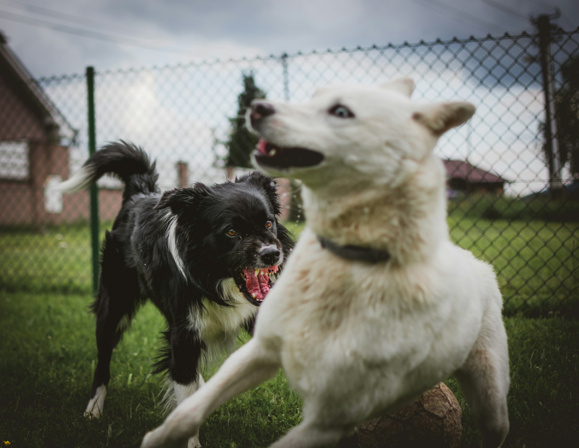 Rage chez le chien : causes, symptômes, traitements | Goodflair