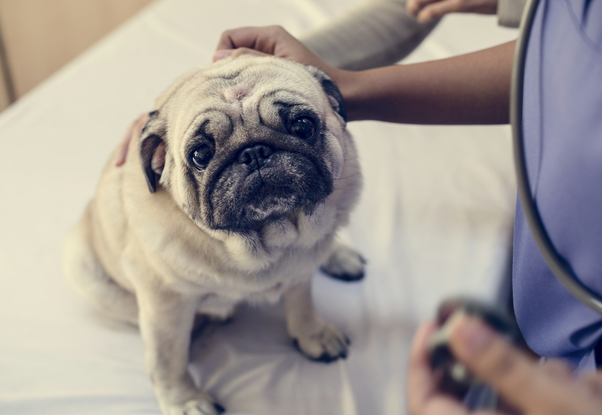 Cancer du poumon chez le chien : causes, symptômes, traitements | Goodflair