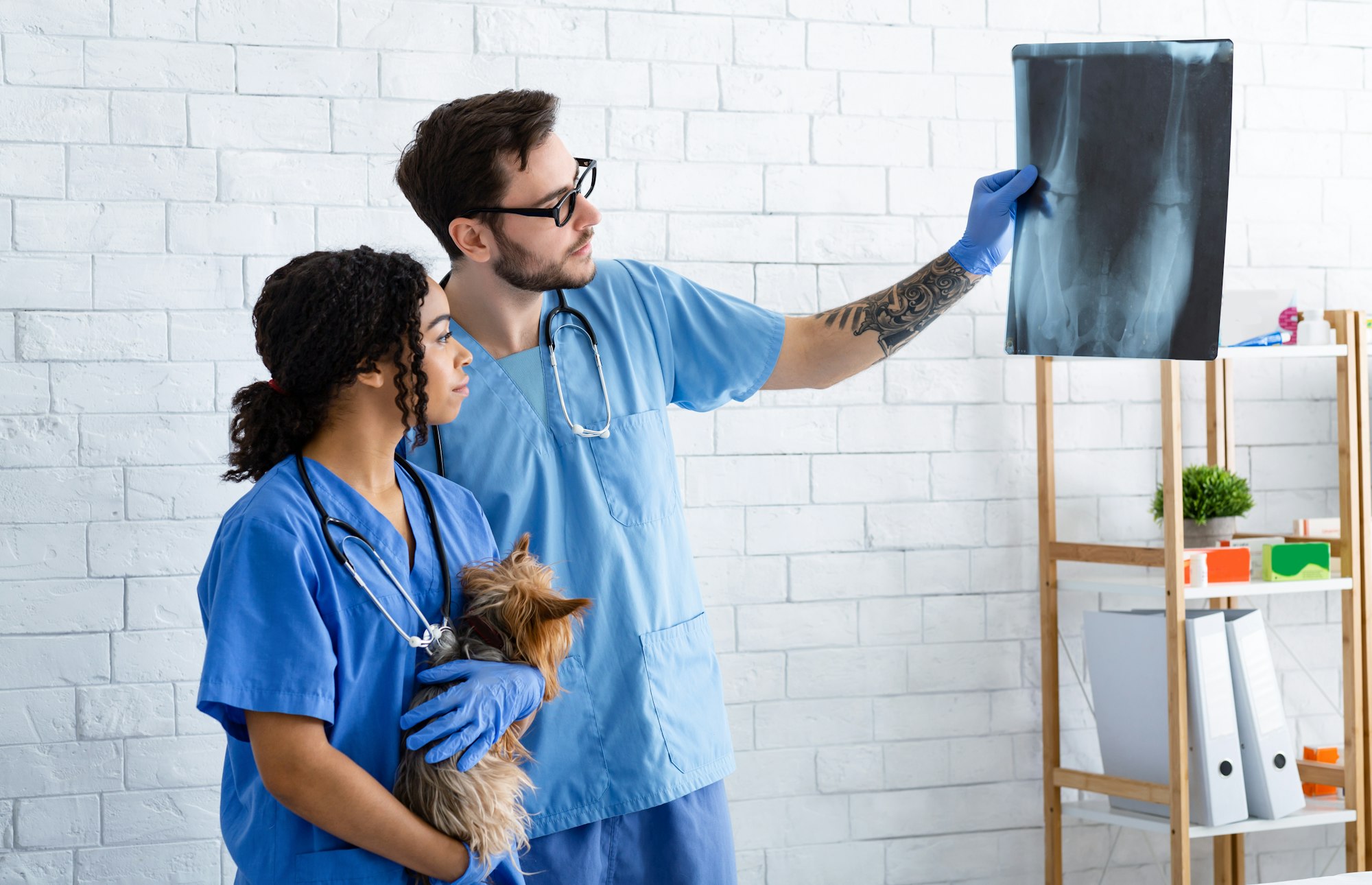 Lipome chez le chien : causes, symptômes, traitements | Goodflair