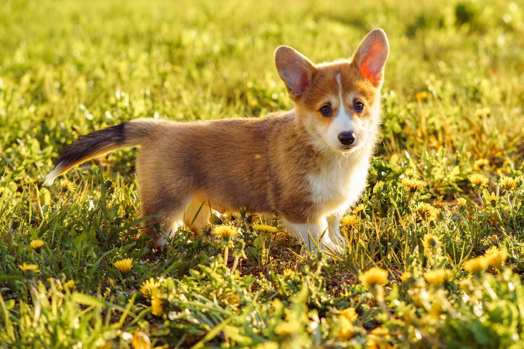 Fracture de la queue chez le chien : causes, symptômes, traitements ...