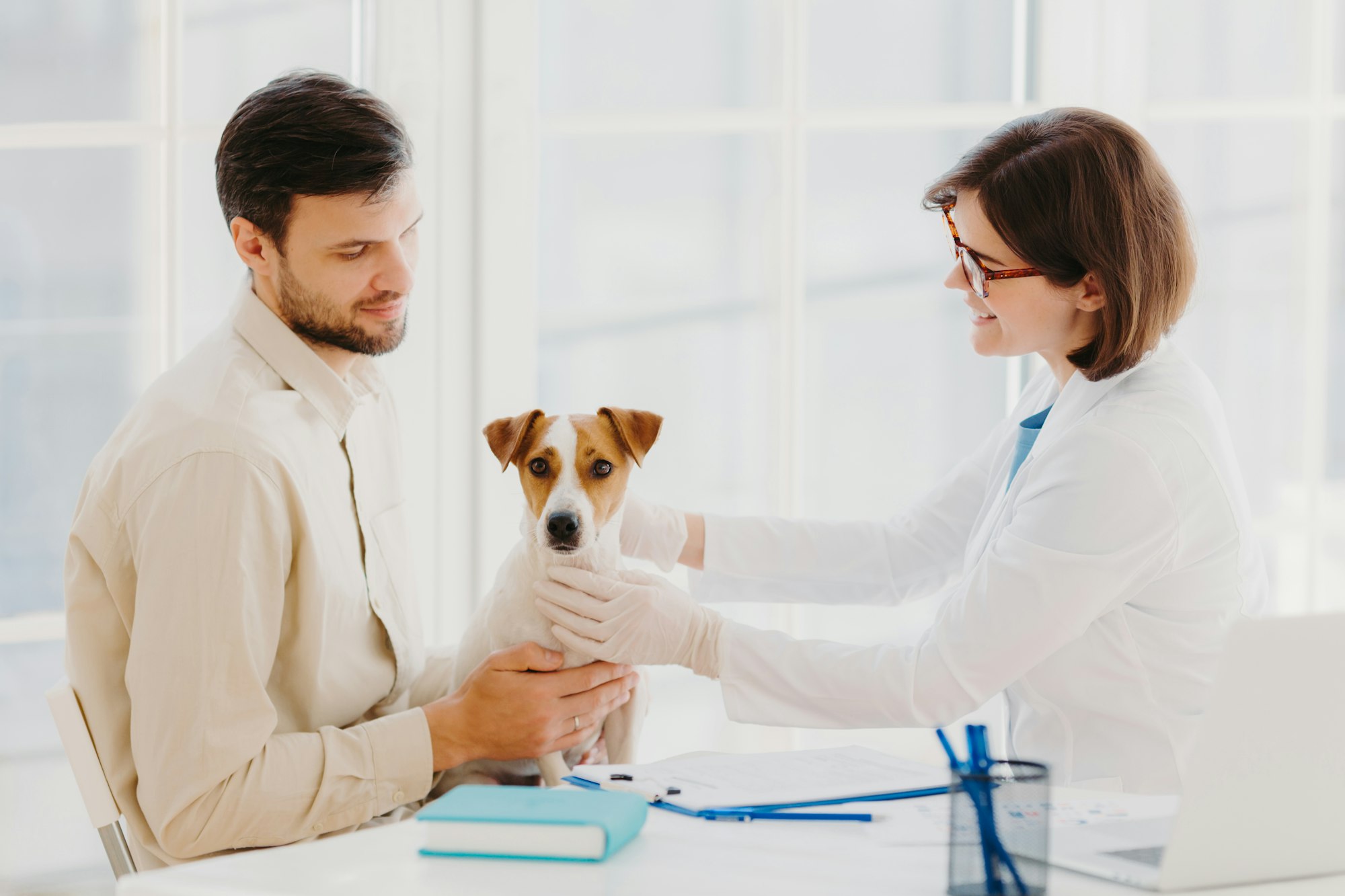 Dermatite atopique chez le chien : causes, symptômes, traitements ...