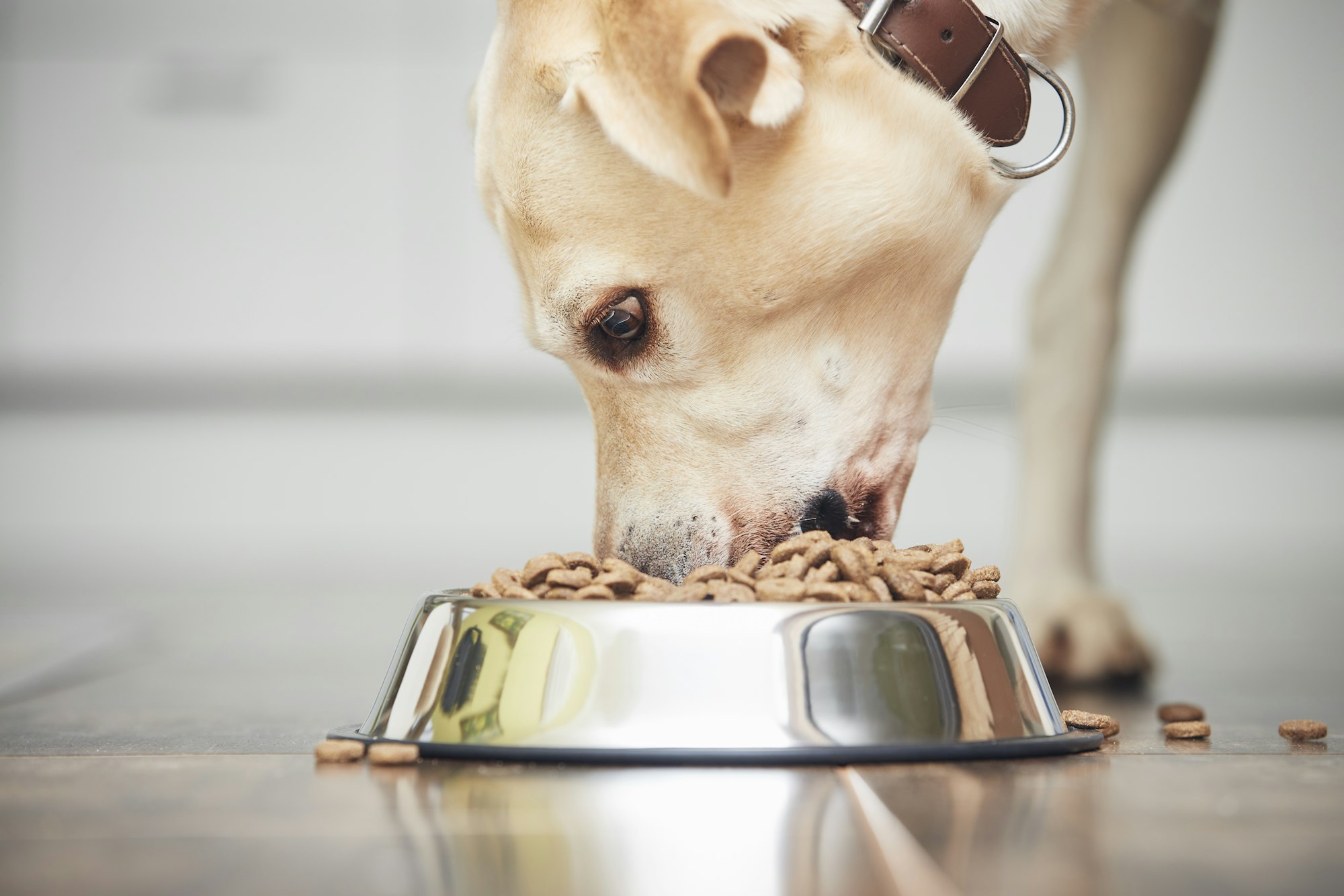Polyphagie chez le chien : causes, symptômes, traitements | Goodflair