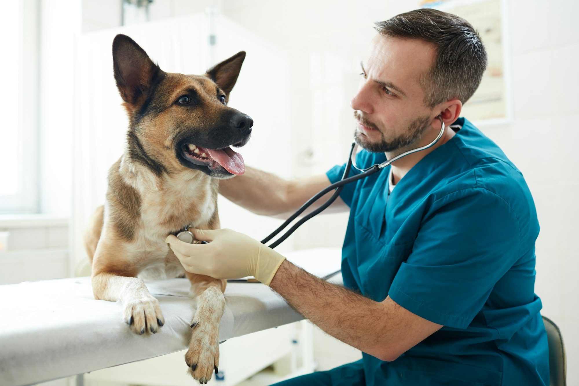 Pneumonie chez le chien : causes, symptômes, traitements | Goodflair