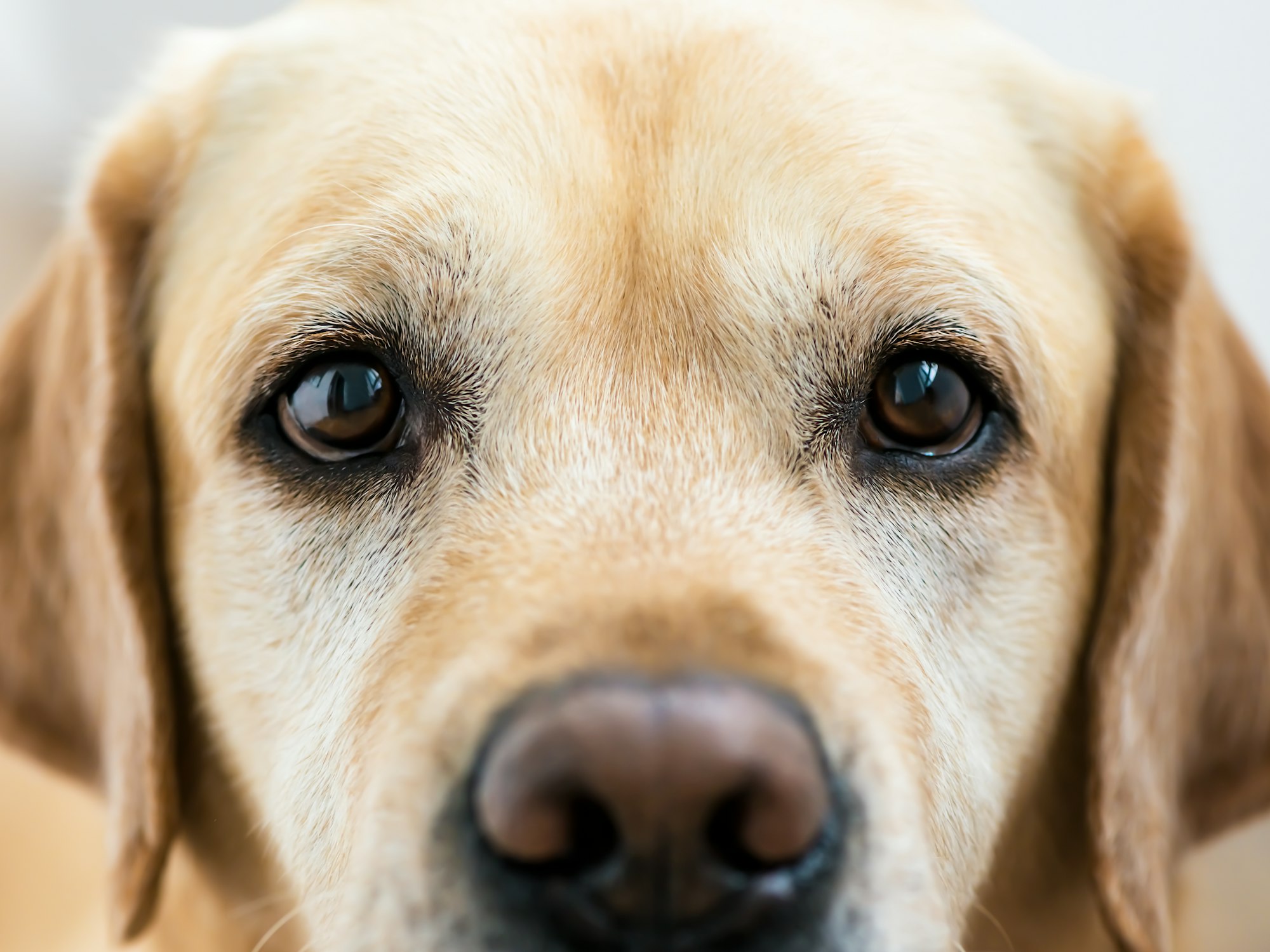 Procidence de la membrane nictitante chez le chien : causes, symptômes ...