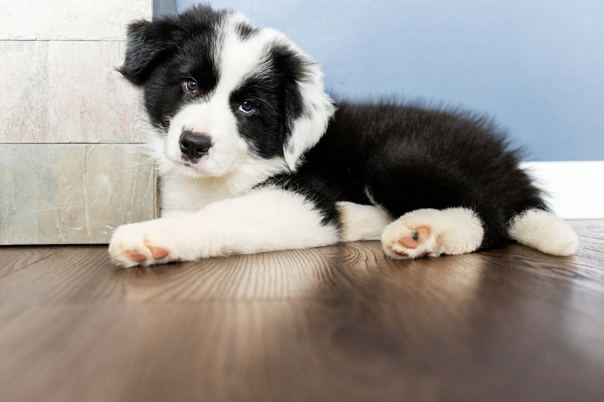 Euryblépharon chez le chien : causes, symptômes, traitements | Goodflair