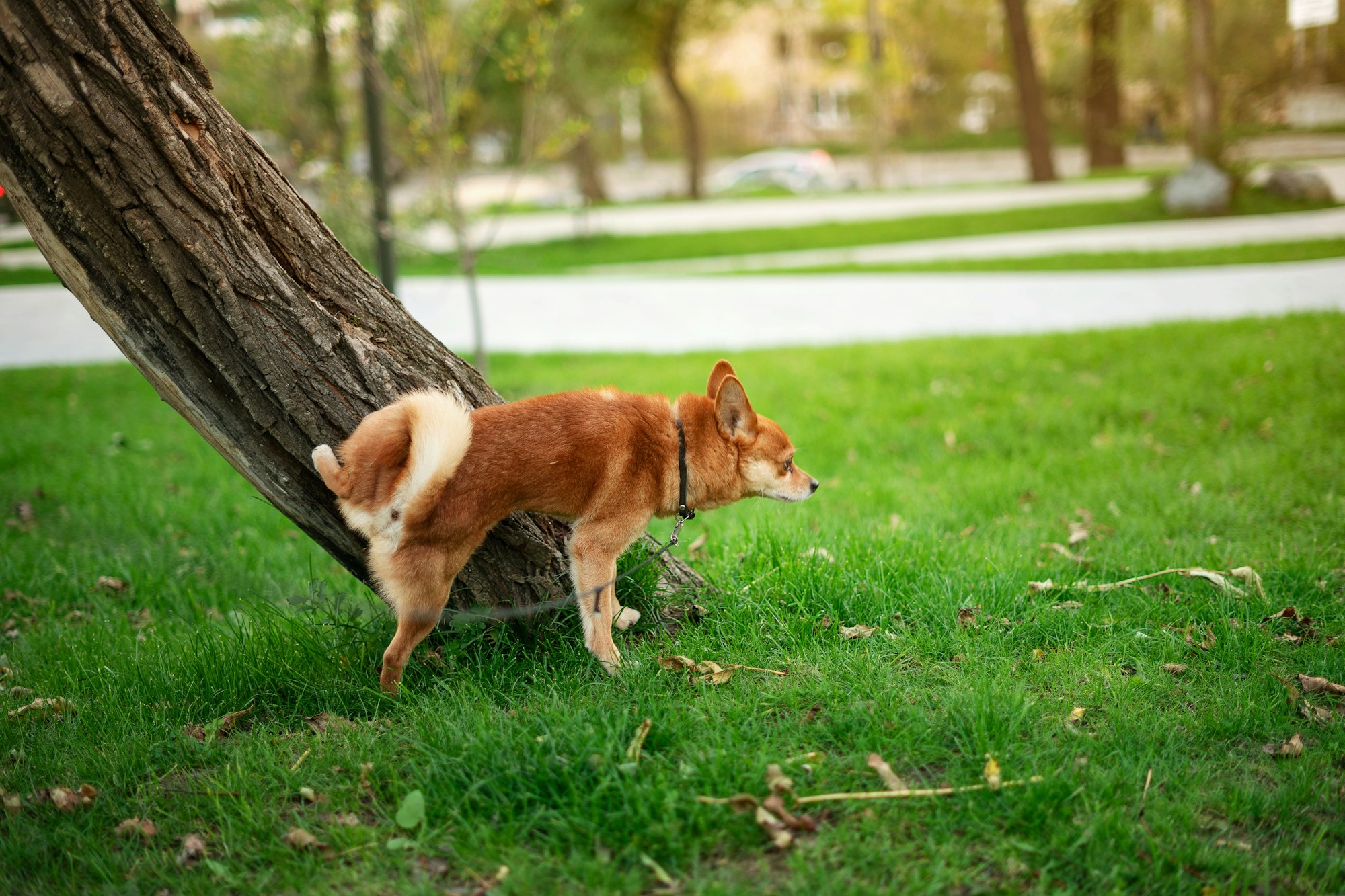 Marquage urinaire chez le chien : causes, symptômes, traitements ...