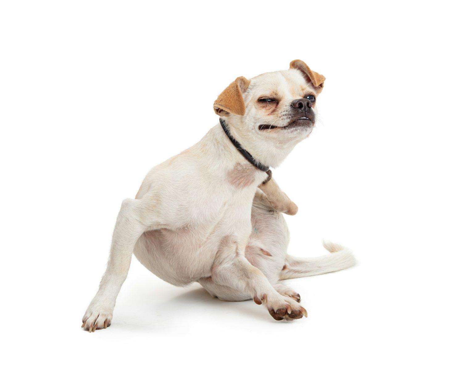 Kystes sébacés chez le chien : causes, symptômes, traitements | Goodflair
