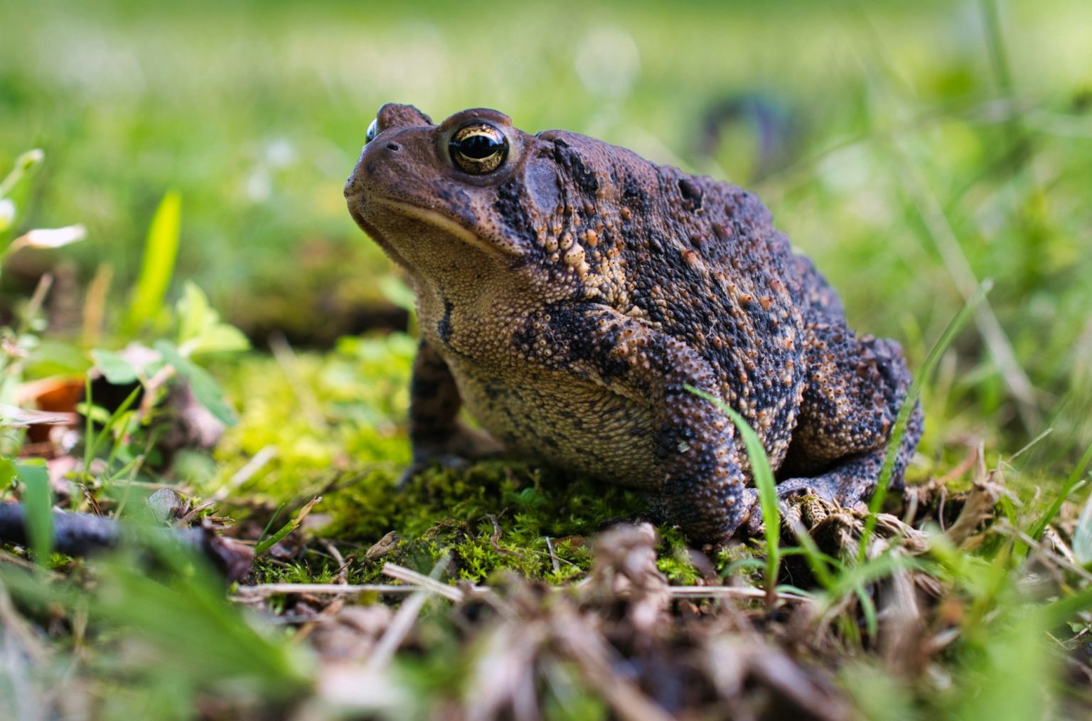 Intoxication par ingestion de crapaud chez le chien : causes, symptômes ...