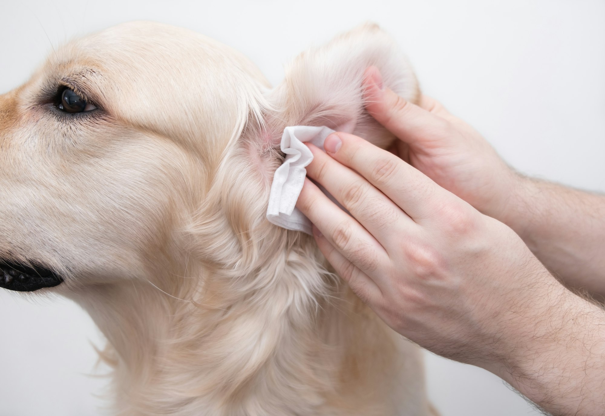 Gale des oreilles chez le chien : causes, symptômes, traitements ...