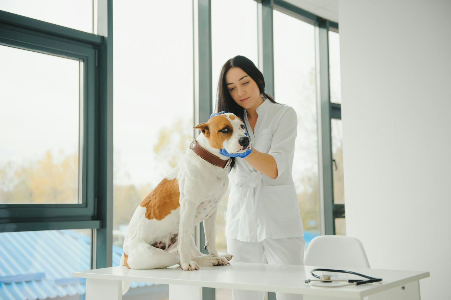 Tiques chez le chien : causes, symptômes, traitements | Goodflair