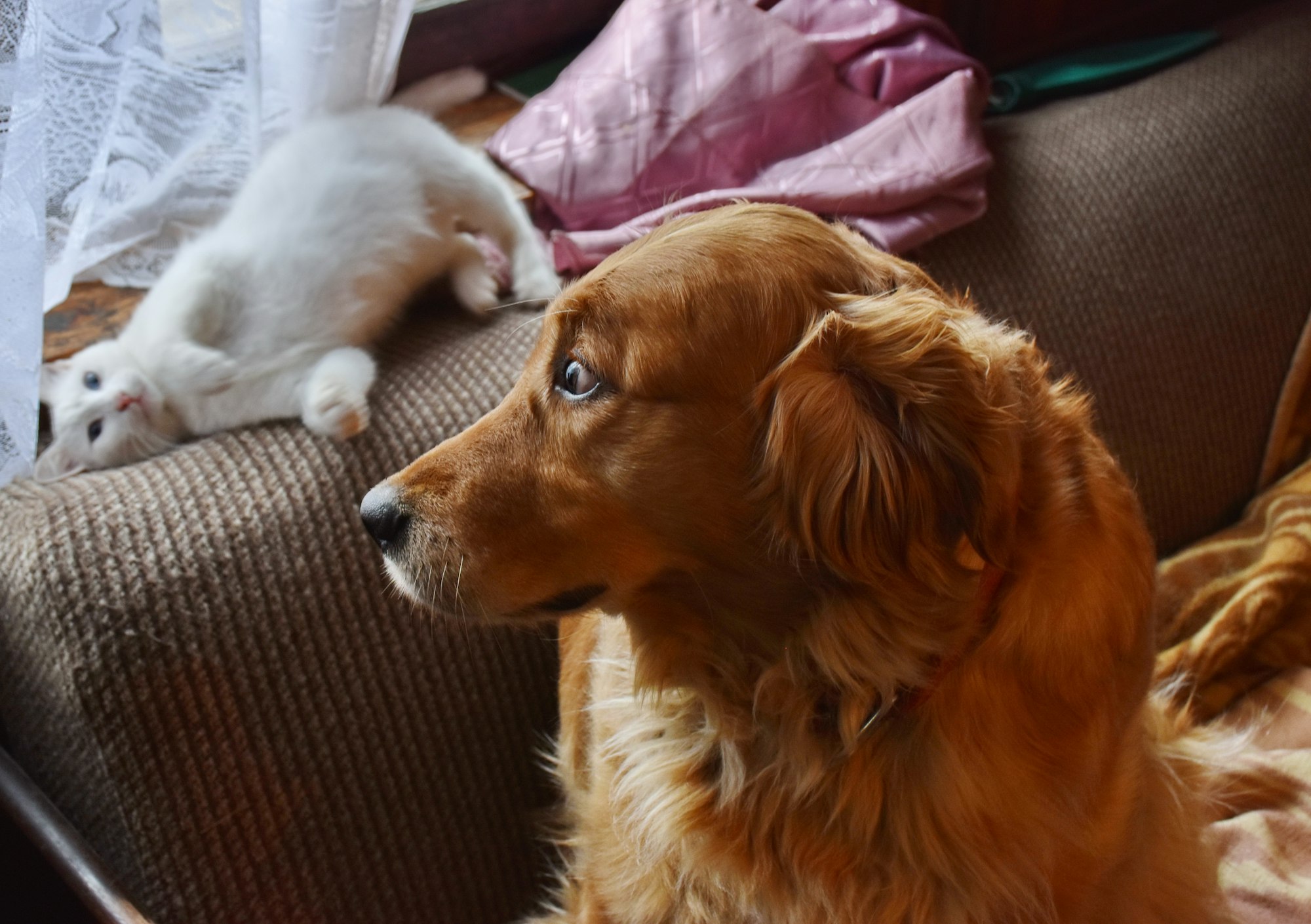 Griffure par un chat chez le chien : causes, symptômes, traitements ...