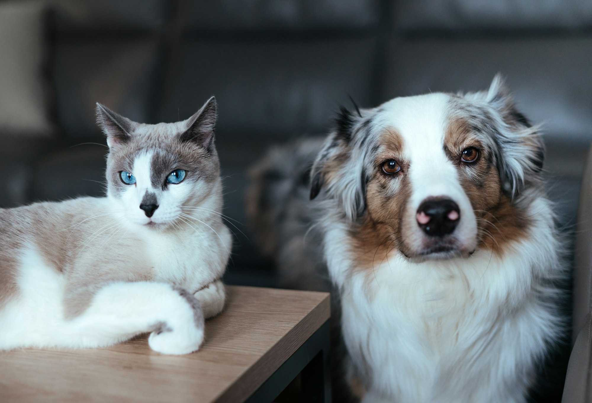 Morsure par un chat chez le chien : causes, symptômes, traitements ...