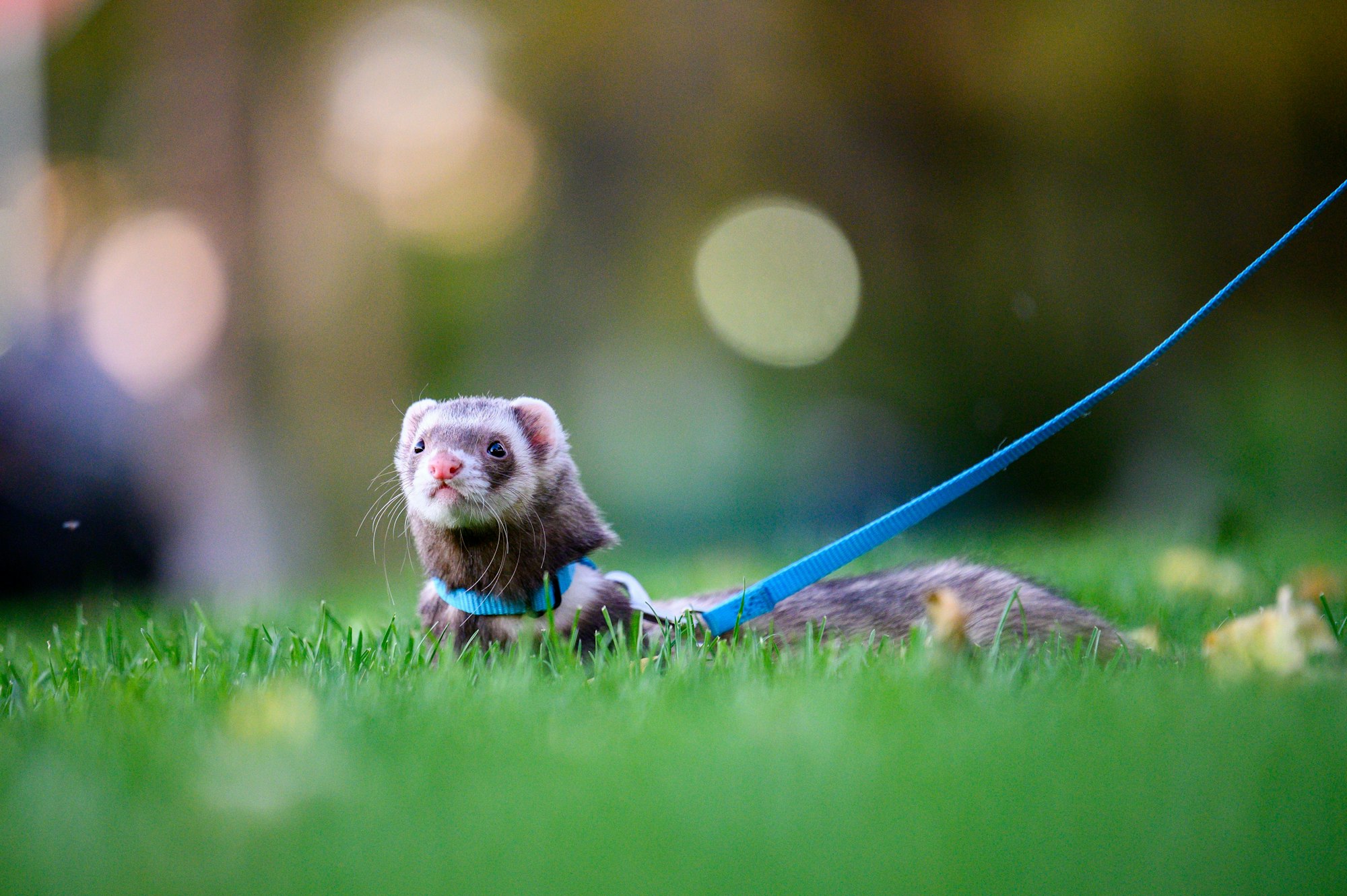 Morsure par un furet chez le chien : causes, symptômes, traitements | Goodflair
