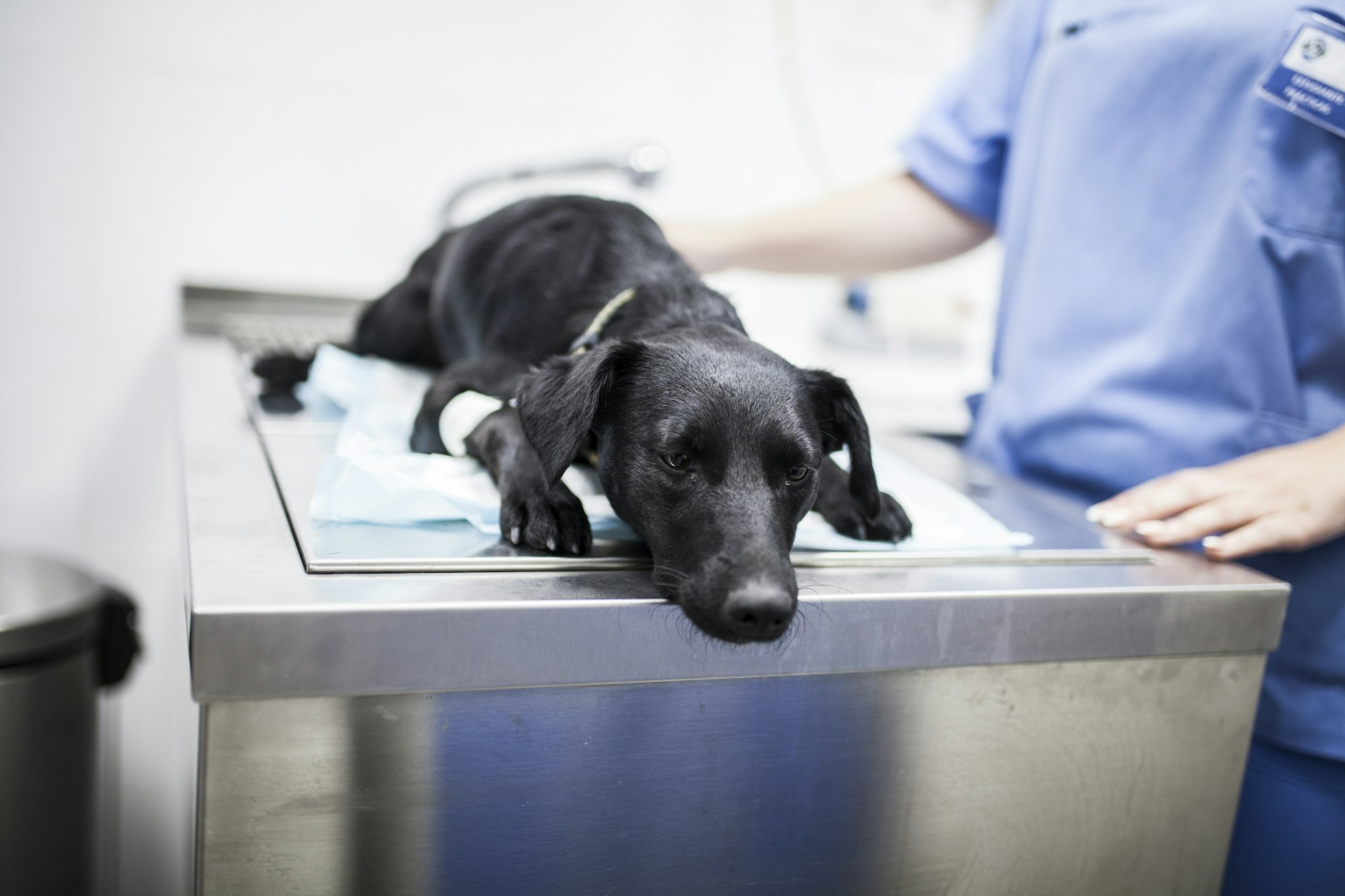 Que Faut-Il Savoir Sur Le Corps Étranger D’Un Chien – AGINZ