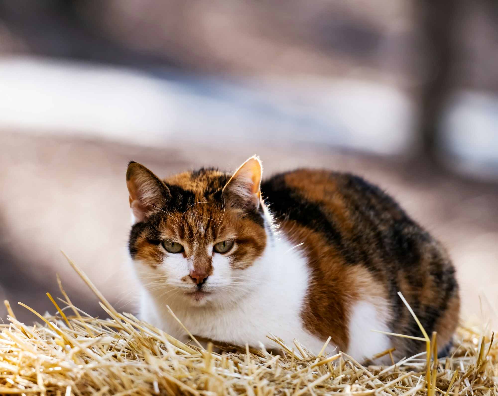 Chat isabelle : qu'est ce que cette race ? | Goodflair