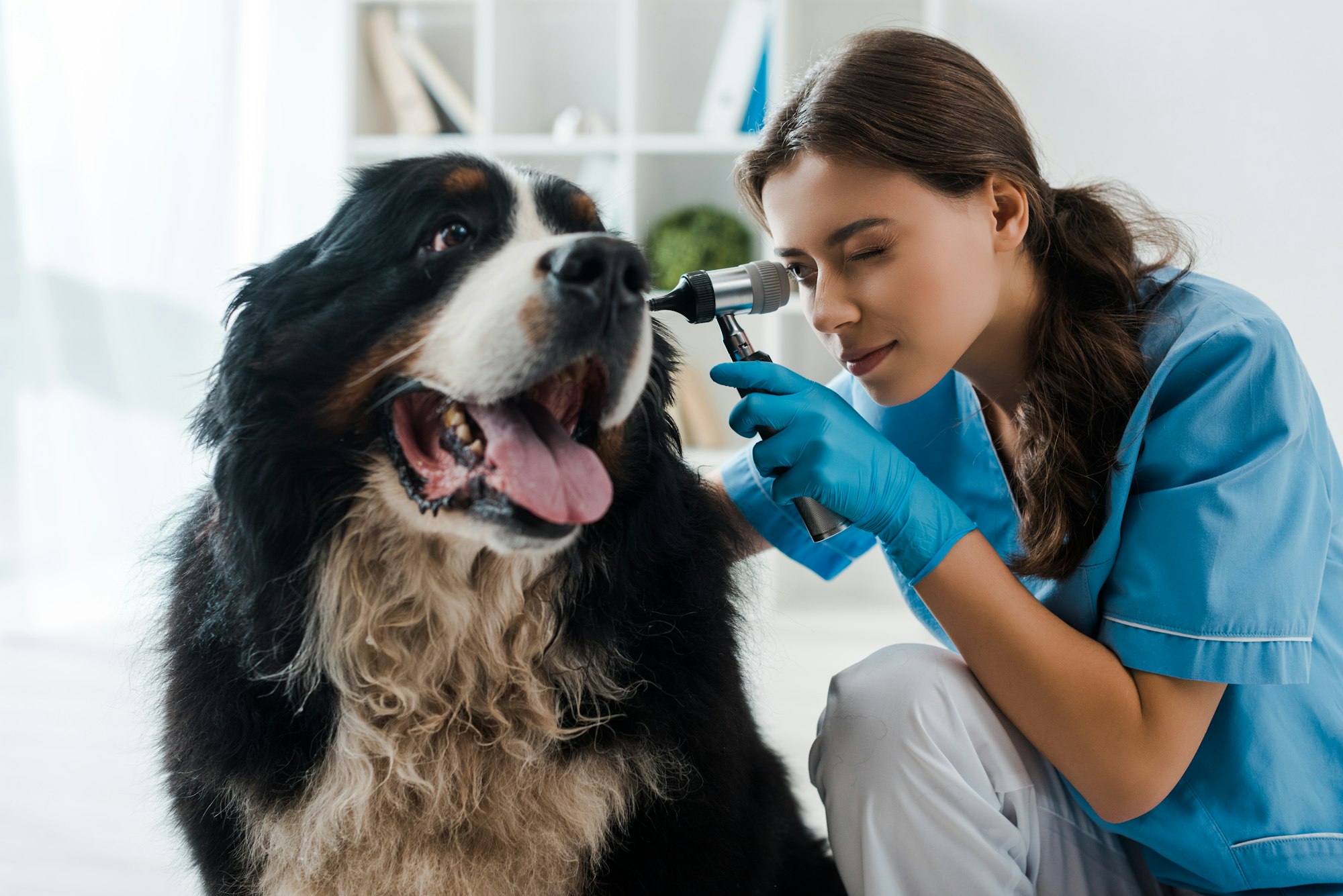 Otite interne chez le chien : causes, symptômes, traitements | Goodflair