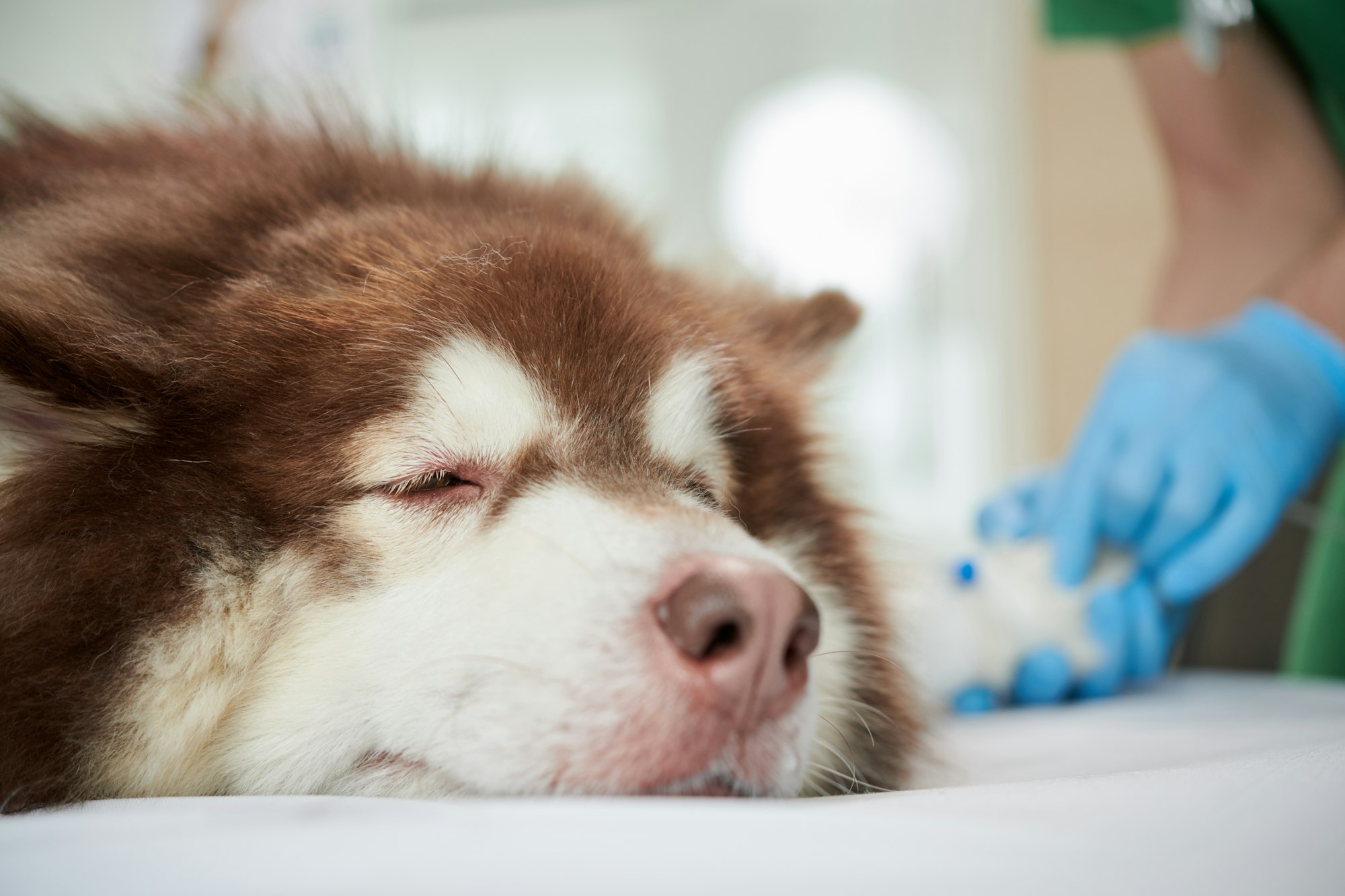 Mucocoele biliaire chez le chien : causes, symptômes, traitements ...