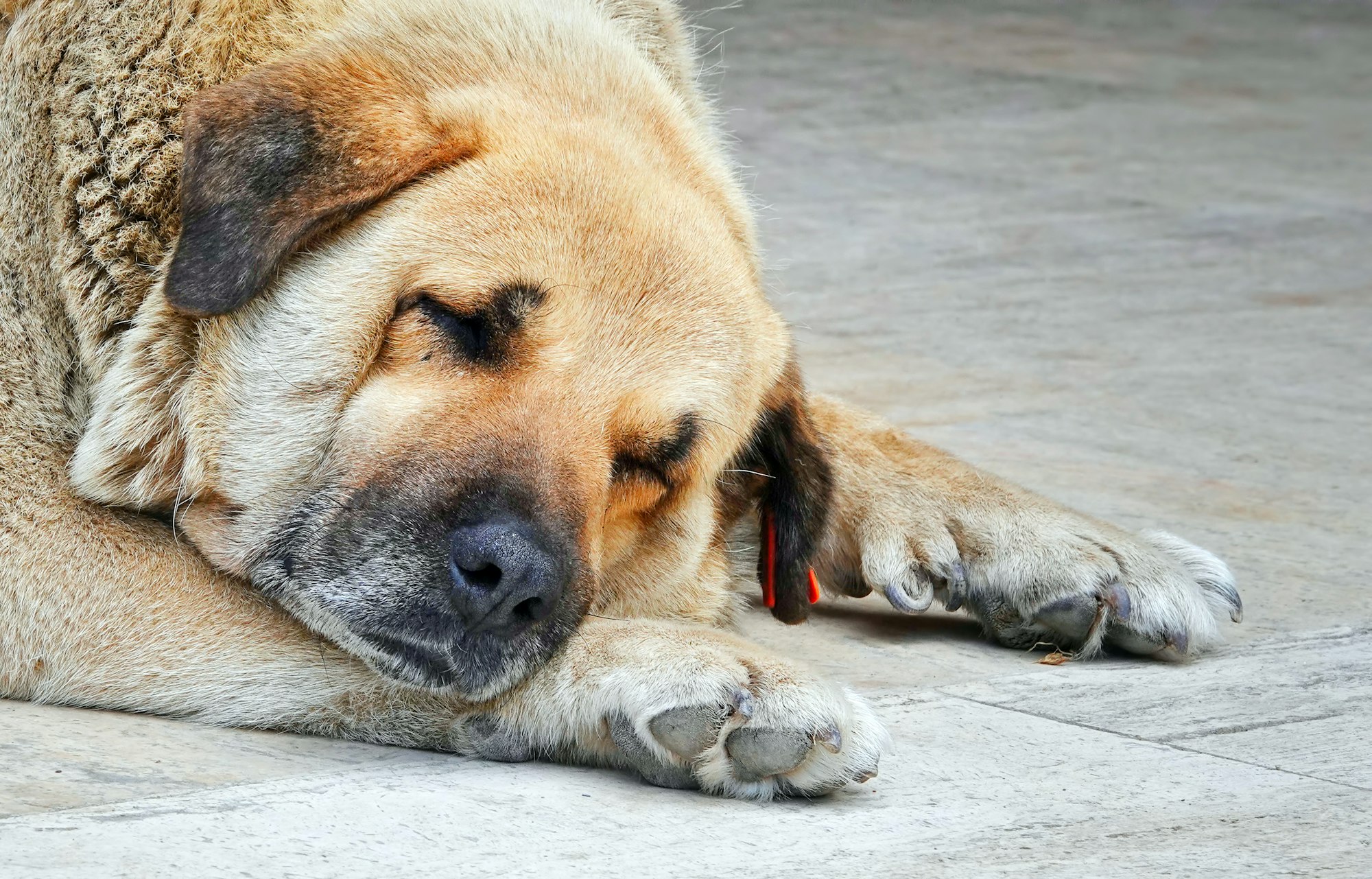 Obésité chez le chien : causes, symptômes, traitements | Goodflair