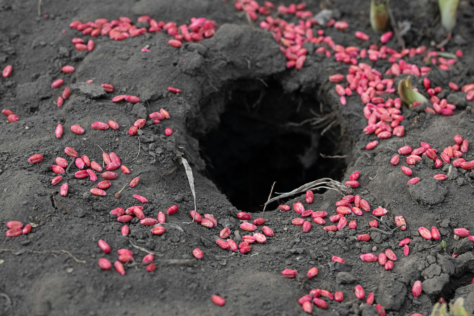 Intoxication aux anticoagulants chez le chien : causes, symptômes ...