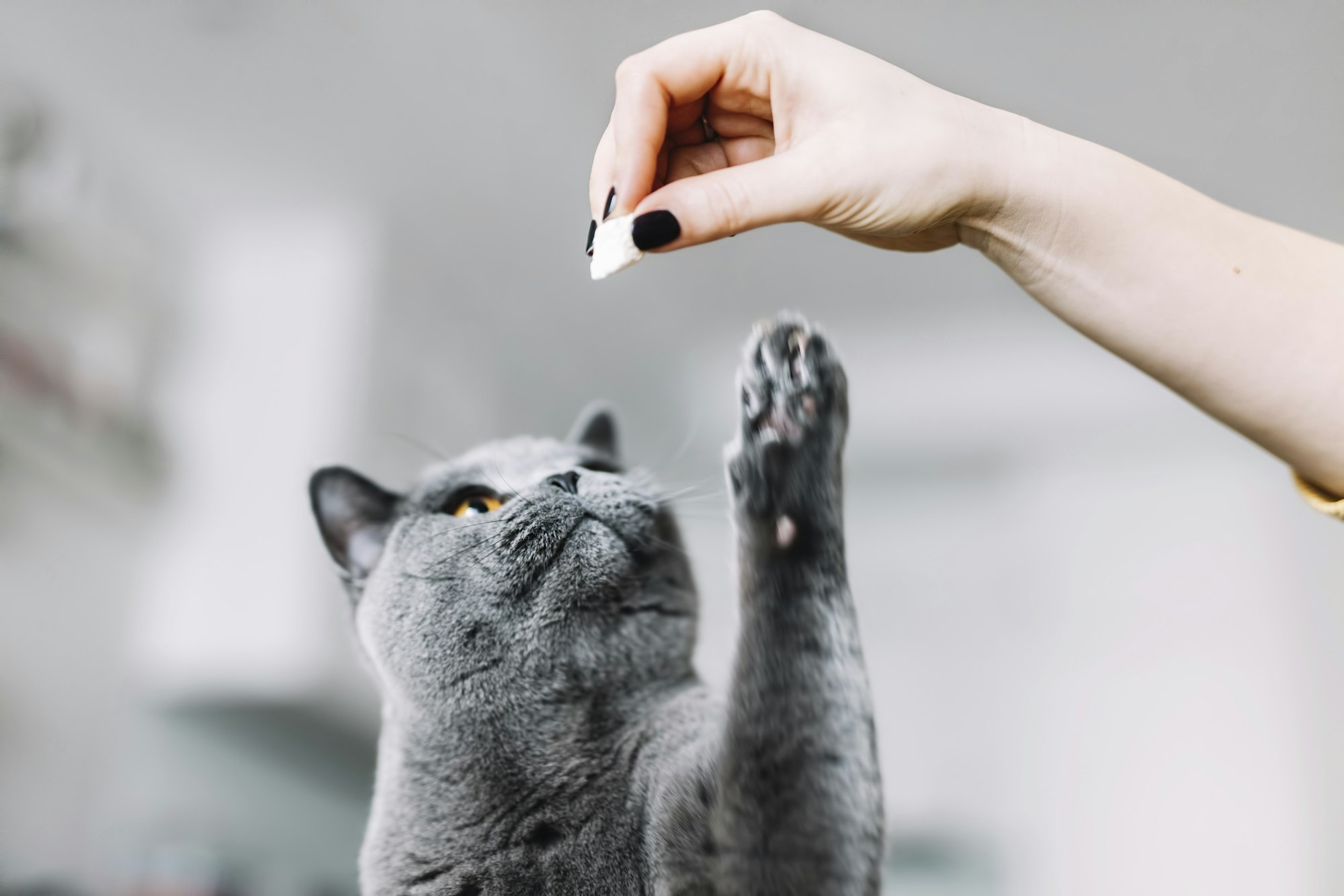 Les 3 friandises DIY dont raffolent les chats : on vous donne nos ...