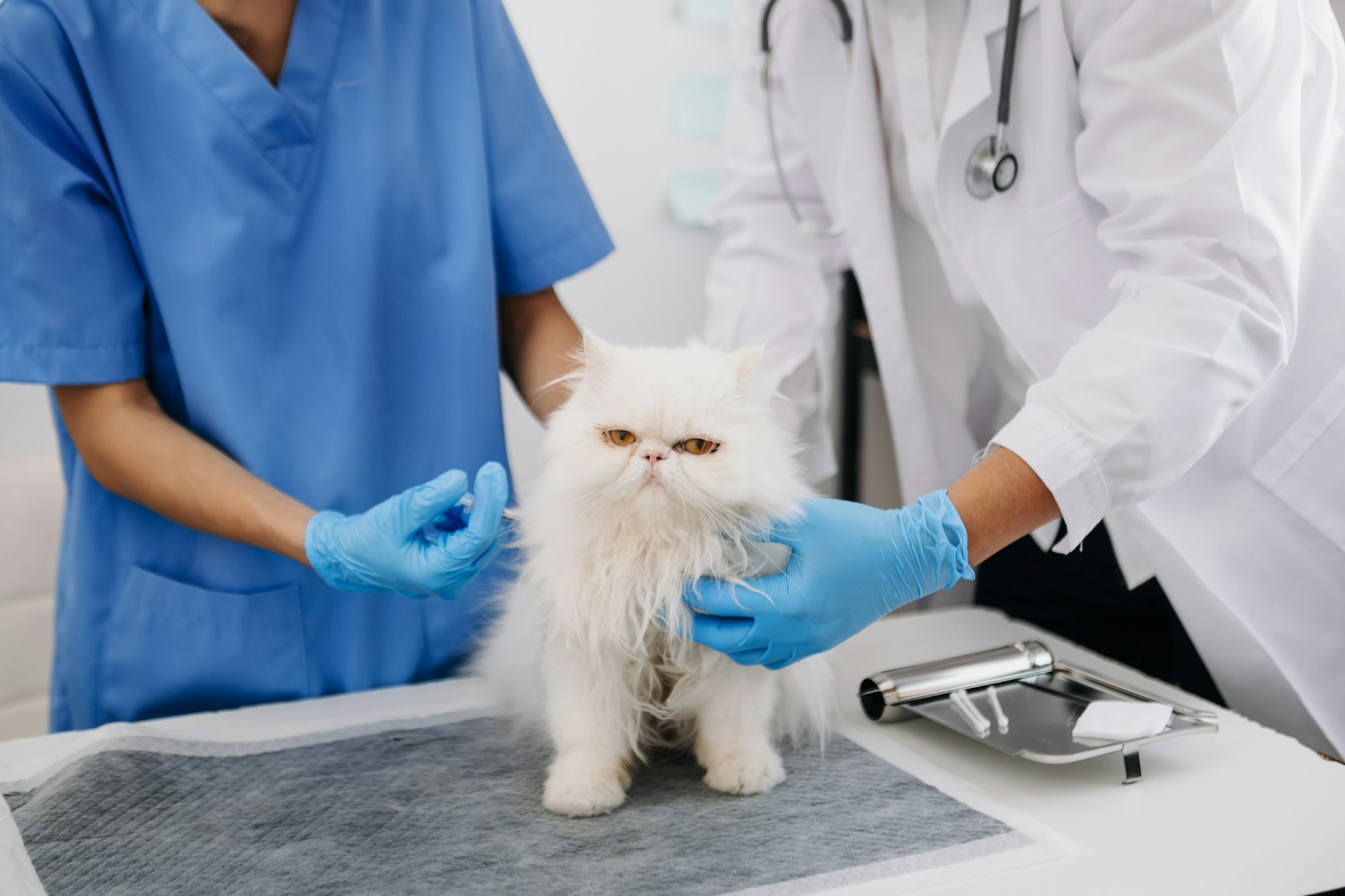 4 conseils vétérinaires pour nourrir un chat malade | Goodflair