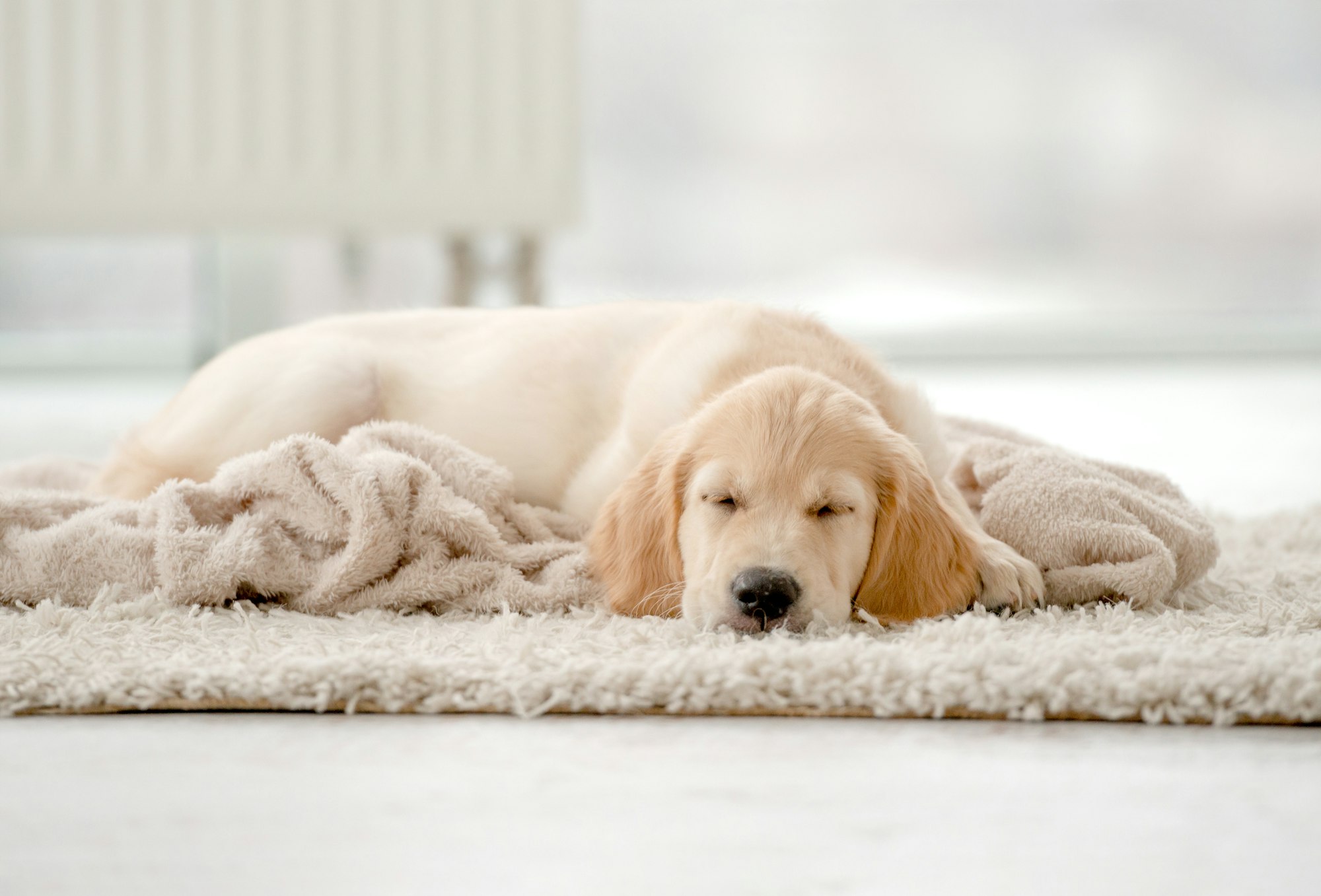 Les chiens rêvent en dormant (mais rêvent-ils tous de la même chose ...