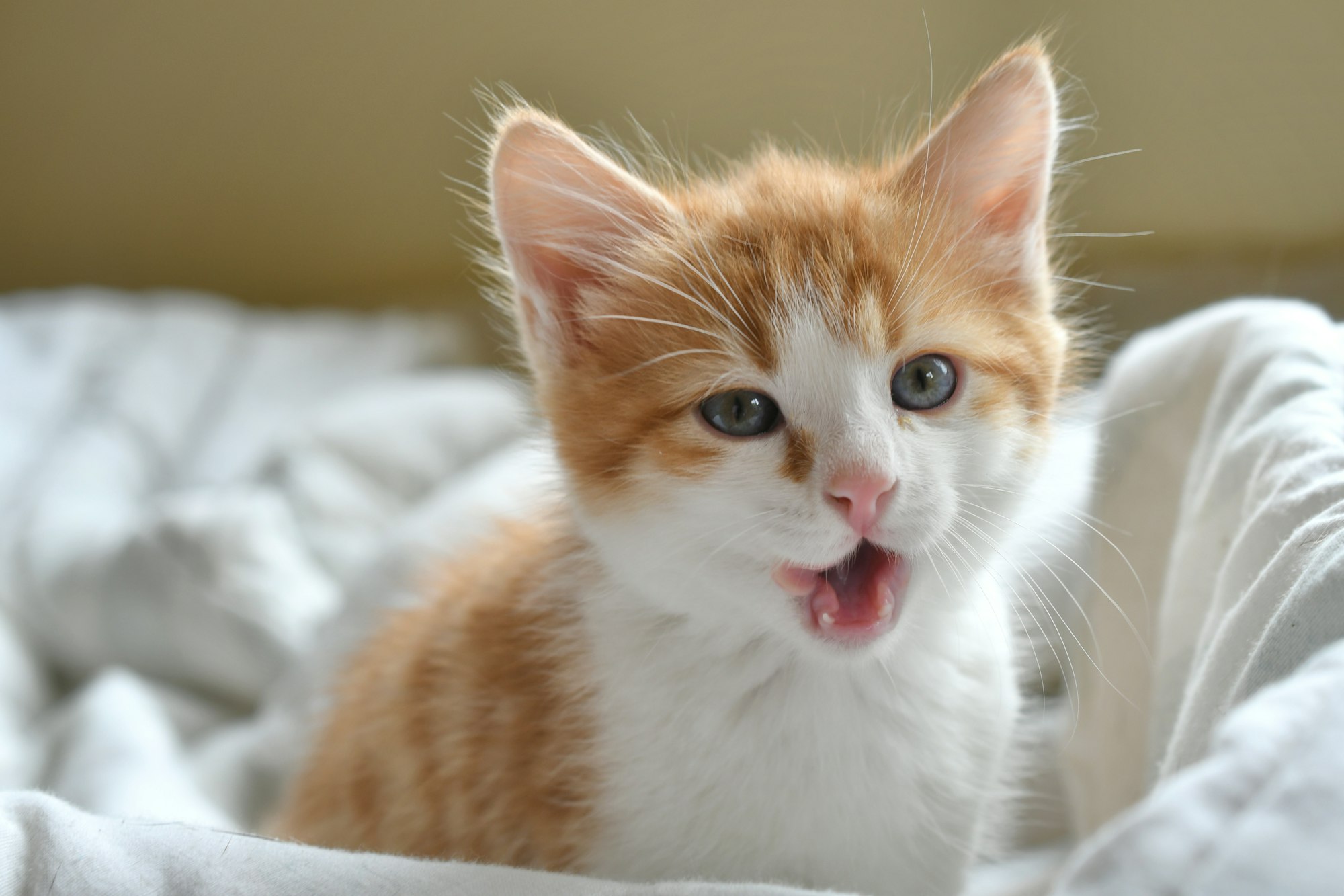 Votre chat vous comprend-il quand vous imitez un miaulement ? | Goodflair