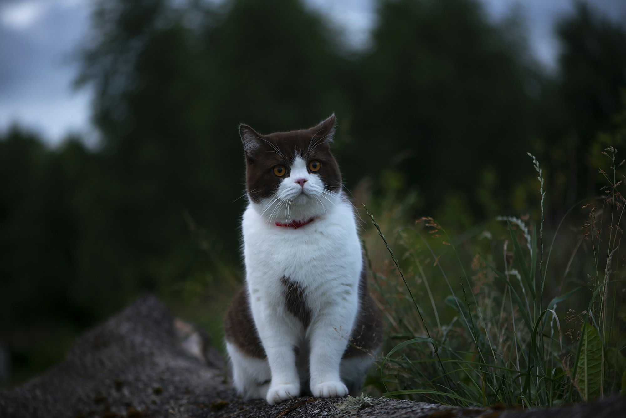 Vision des félins : comment un chat voit-il le monde ? | Goodflair