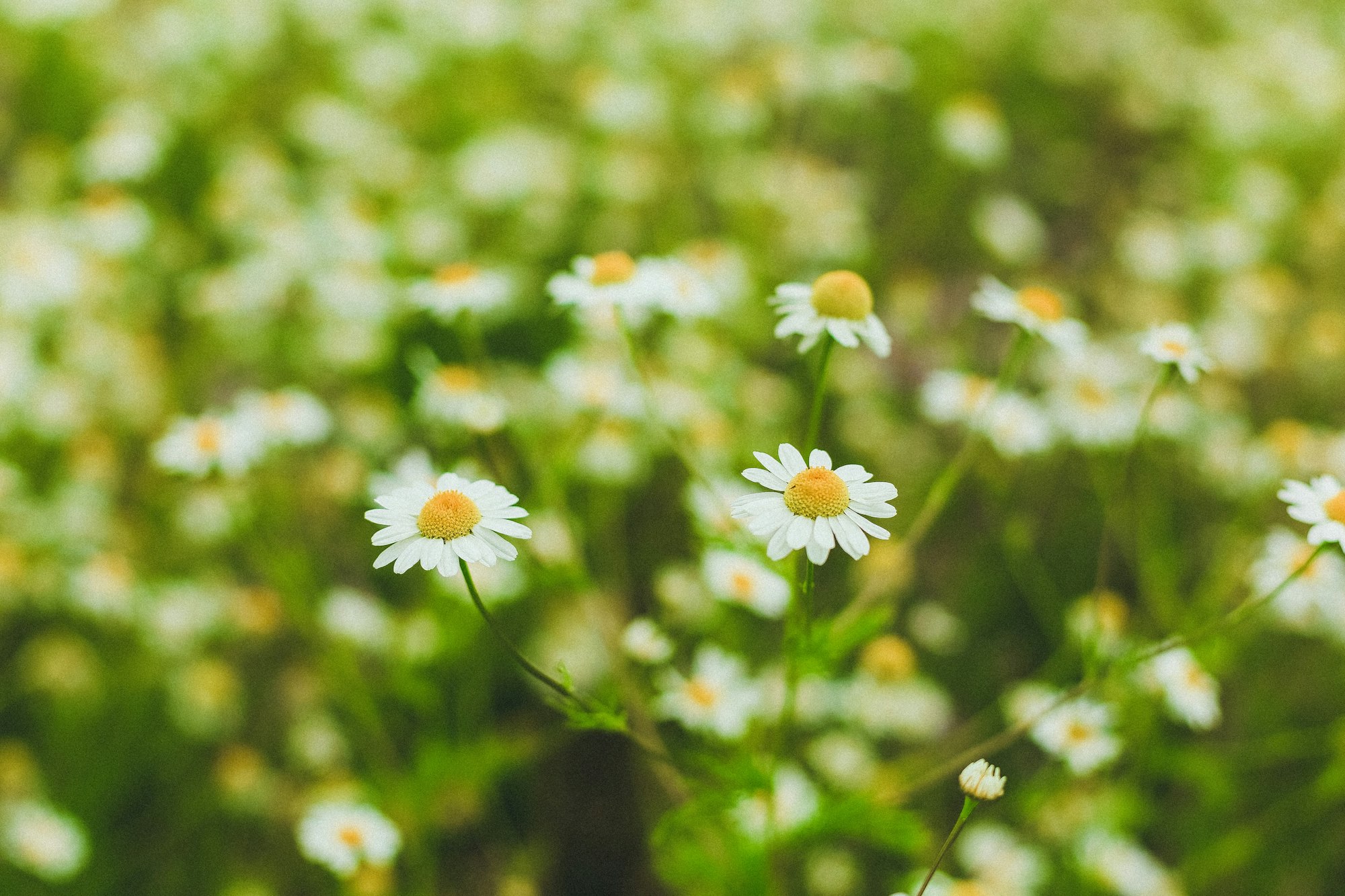 Avez-vous essayé ces 3 anti-tiques naturels pour chien ? | Goodflair