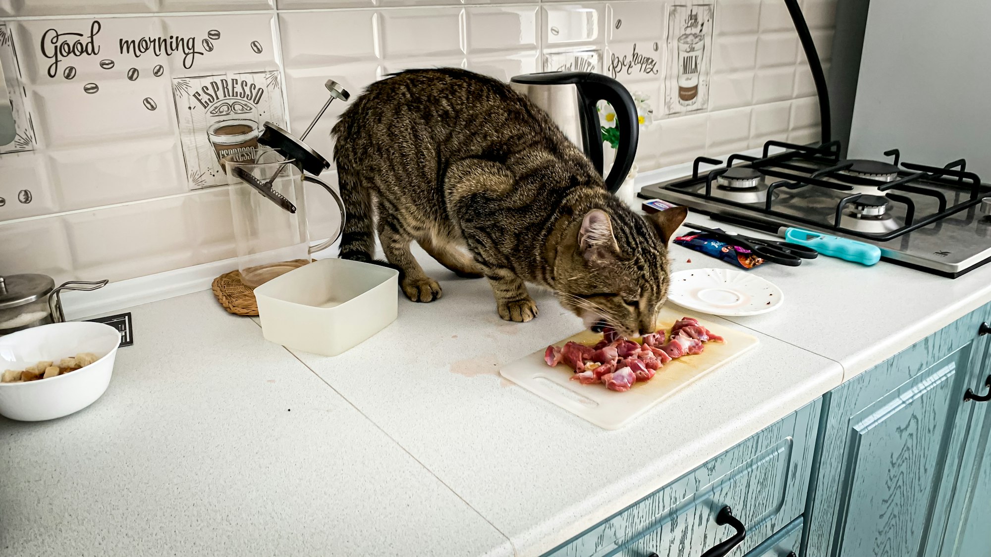5 choses que vous devez savoir sur la nutrition du chat | Goodflair
