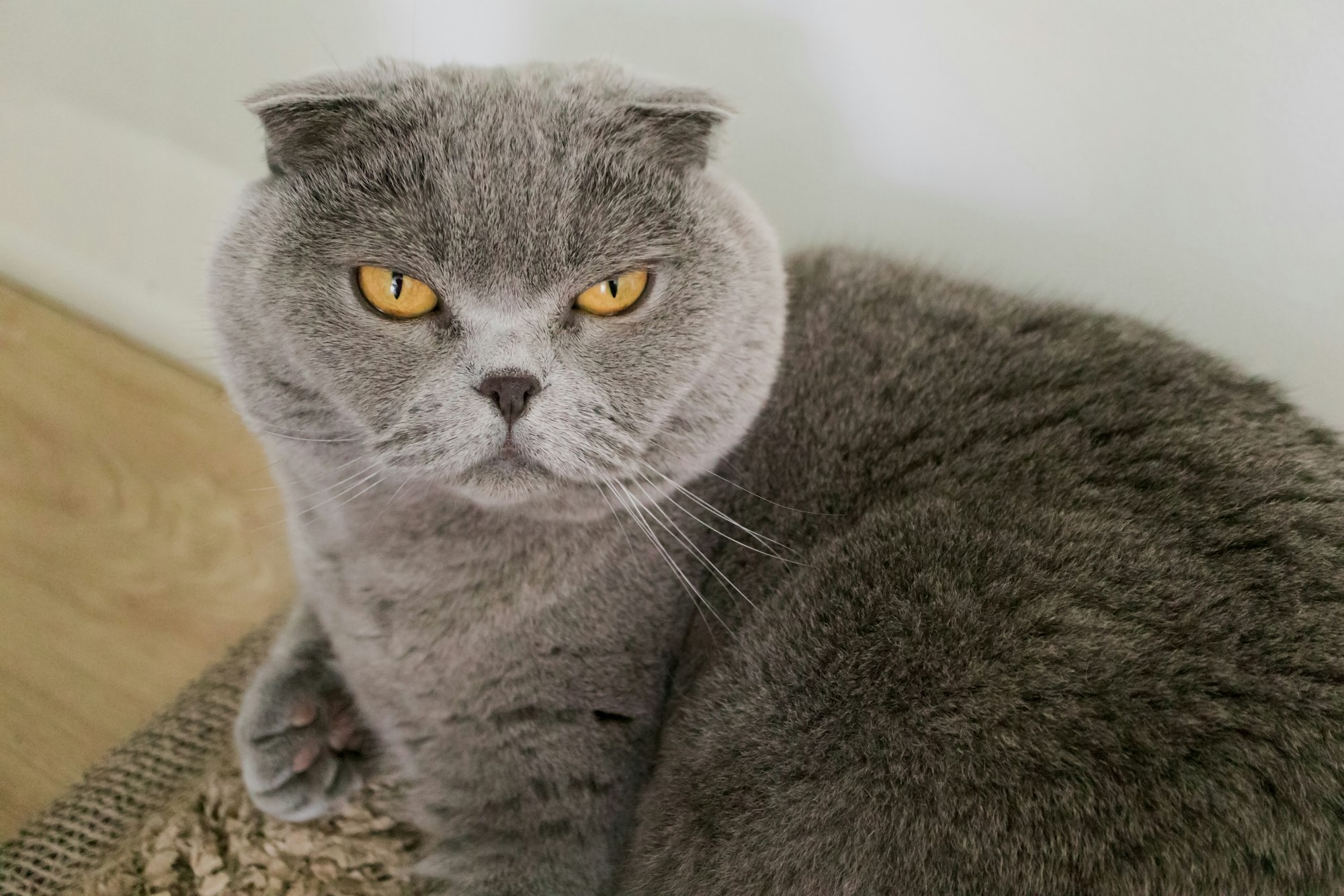 Voici les 4 races de chat les moins actives : adaptez leur régime ...