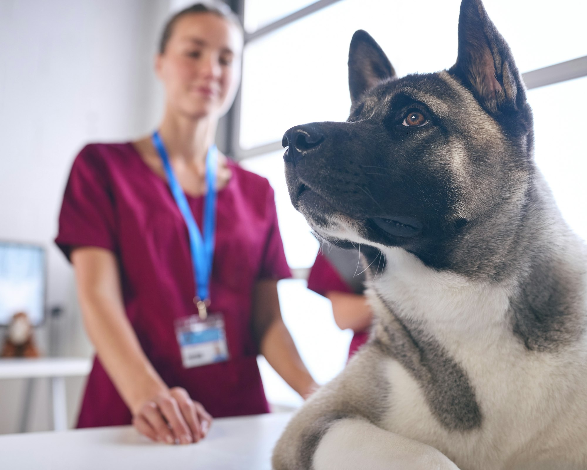 Greffe de peau chez le chien : causes, symptômes, traitements | Goodflair