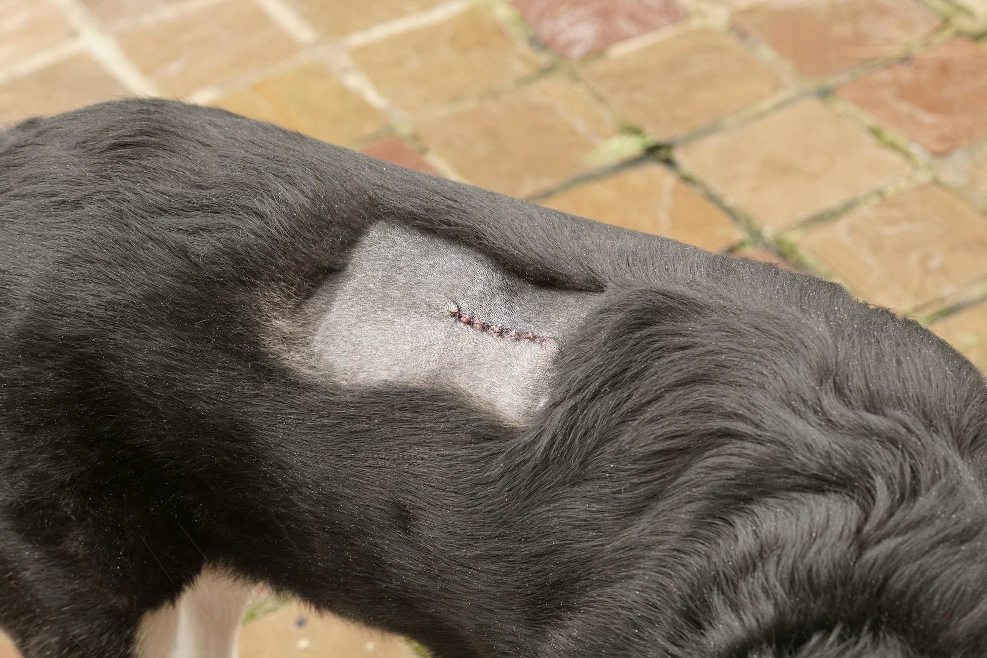 Parage de plaie chez le chien : causes, symptômes, traitements | Goodflair