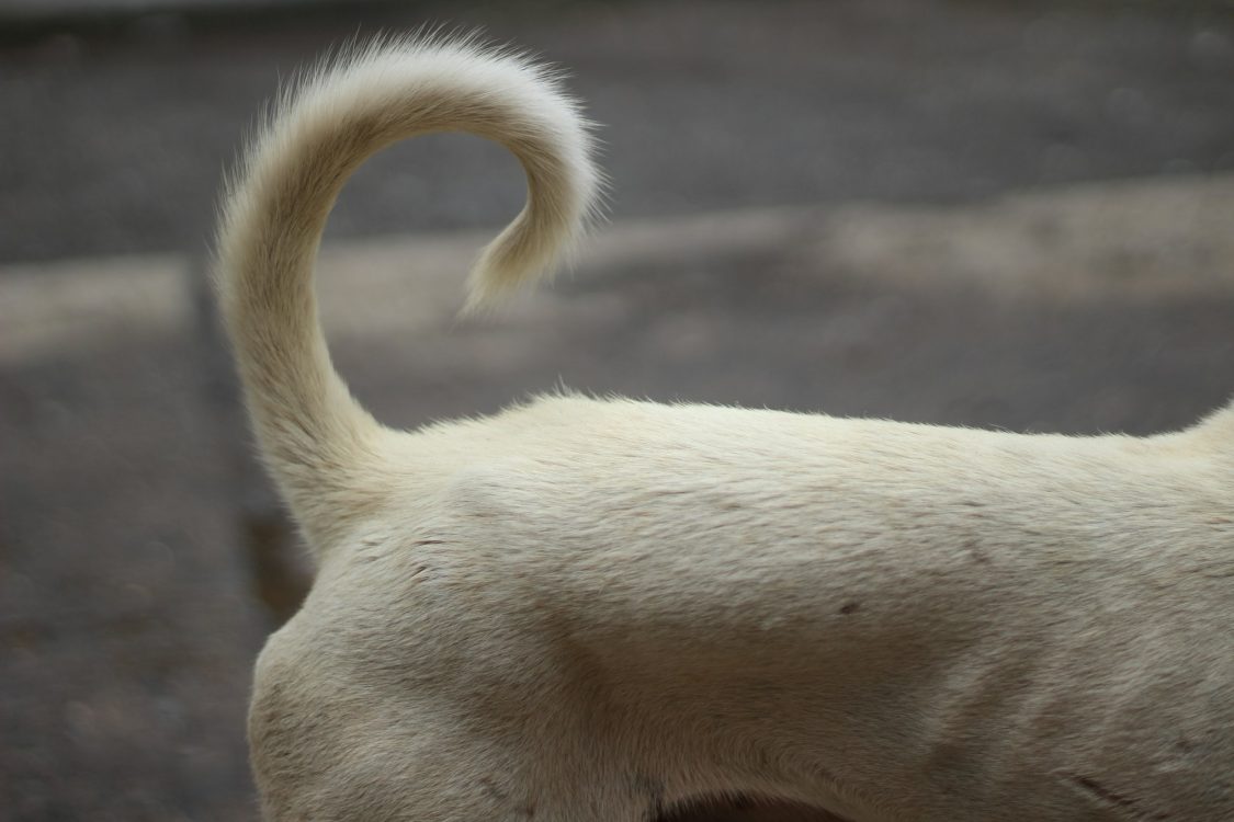 Coupe de la queue chez le chien : causes, symptômes, traitements ...