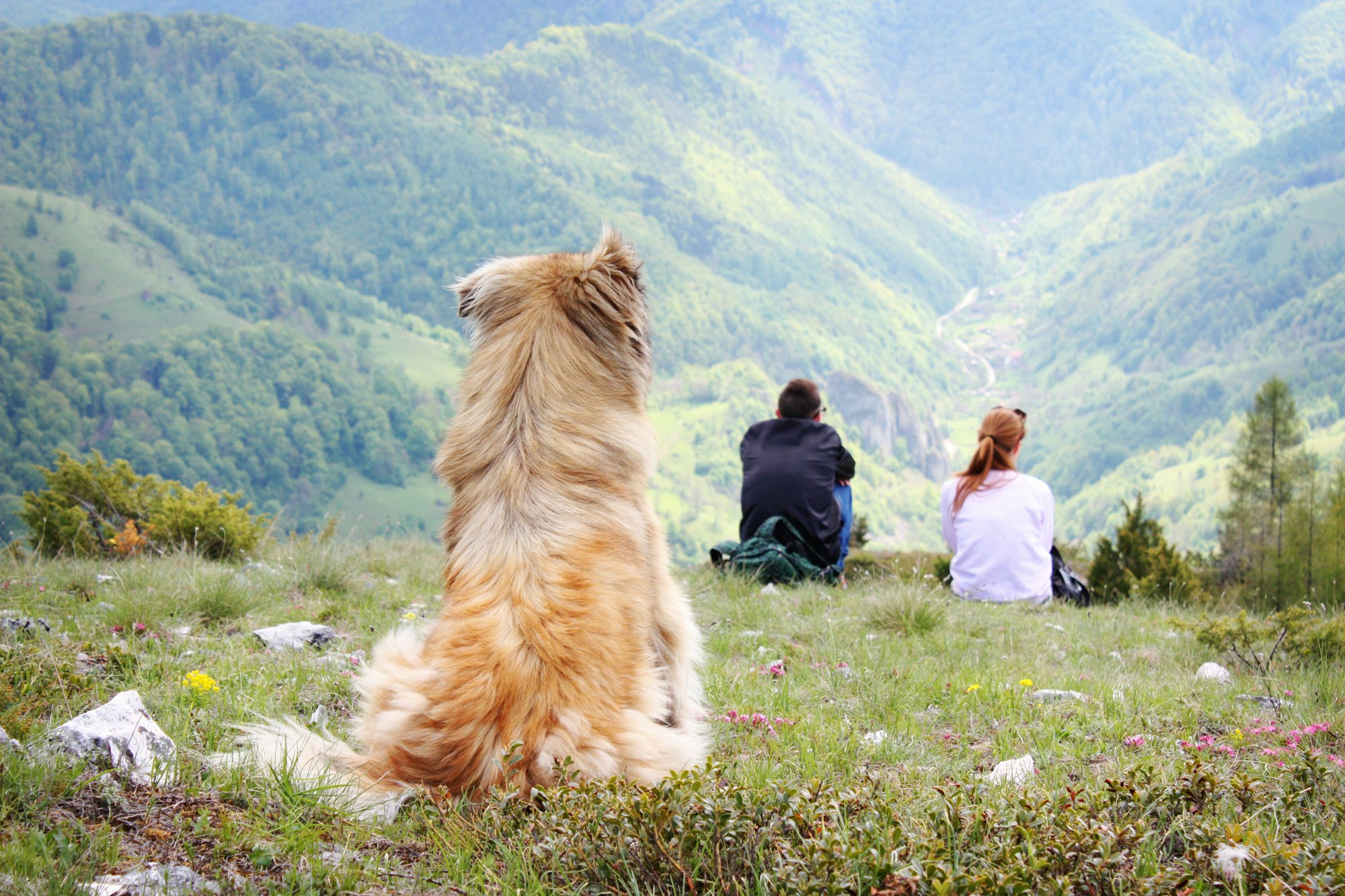 Vision des chiens : comment mon toutou voit-il le monde ? | Goodflair