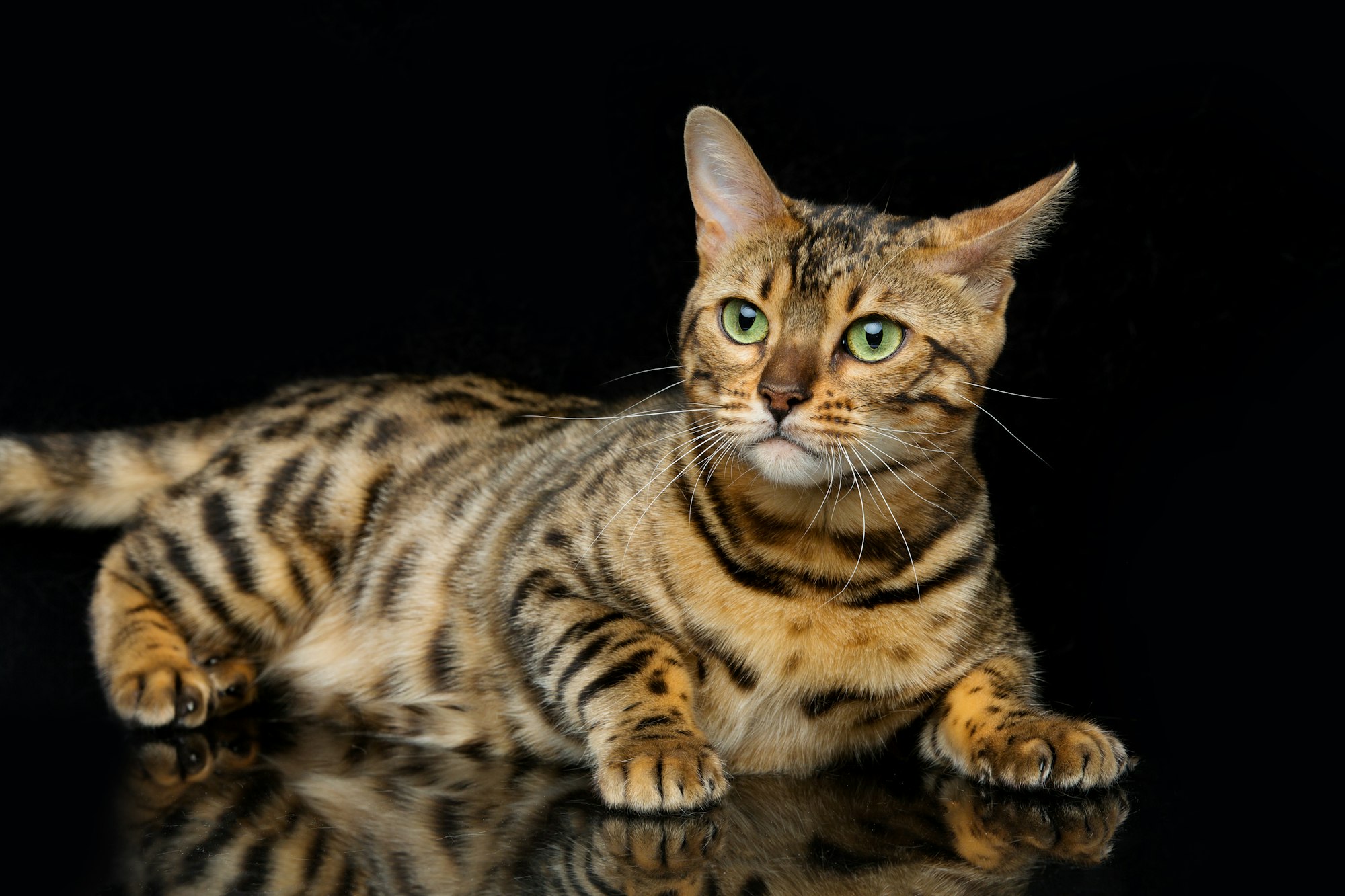 Le chat Bengal : notre fiche race sur ce félin énigmatique | Goodflair