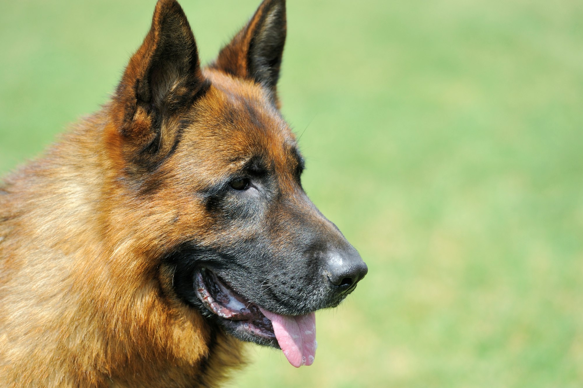 Top 10 Des Races De Chiens Les Plus Dangereuses Les 10 Races De Chiens