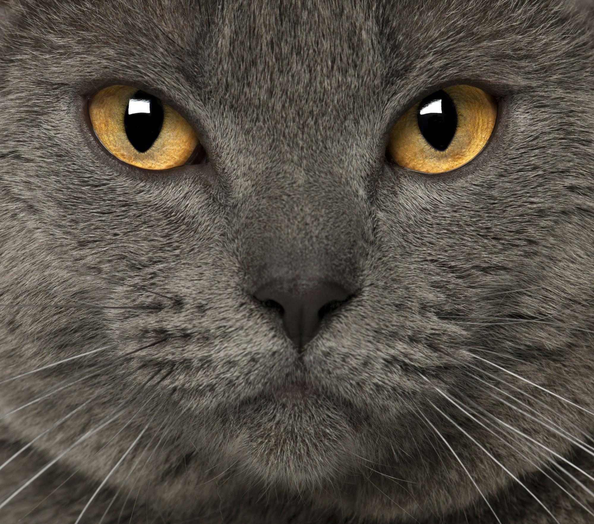 Le chat Chartreux : on vous dit tout sur cette race magnifique ...