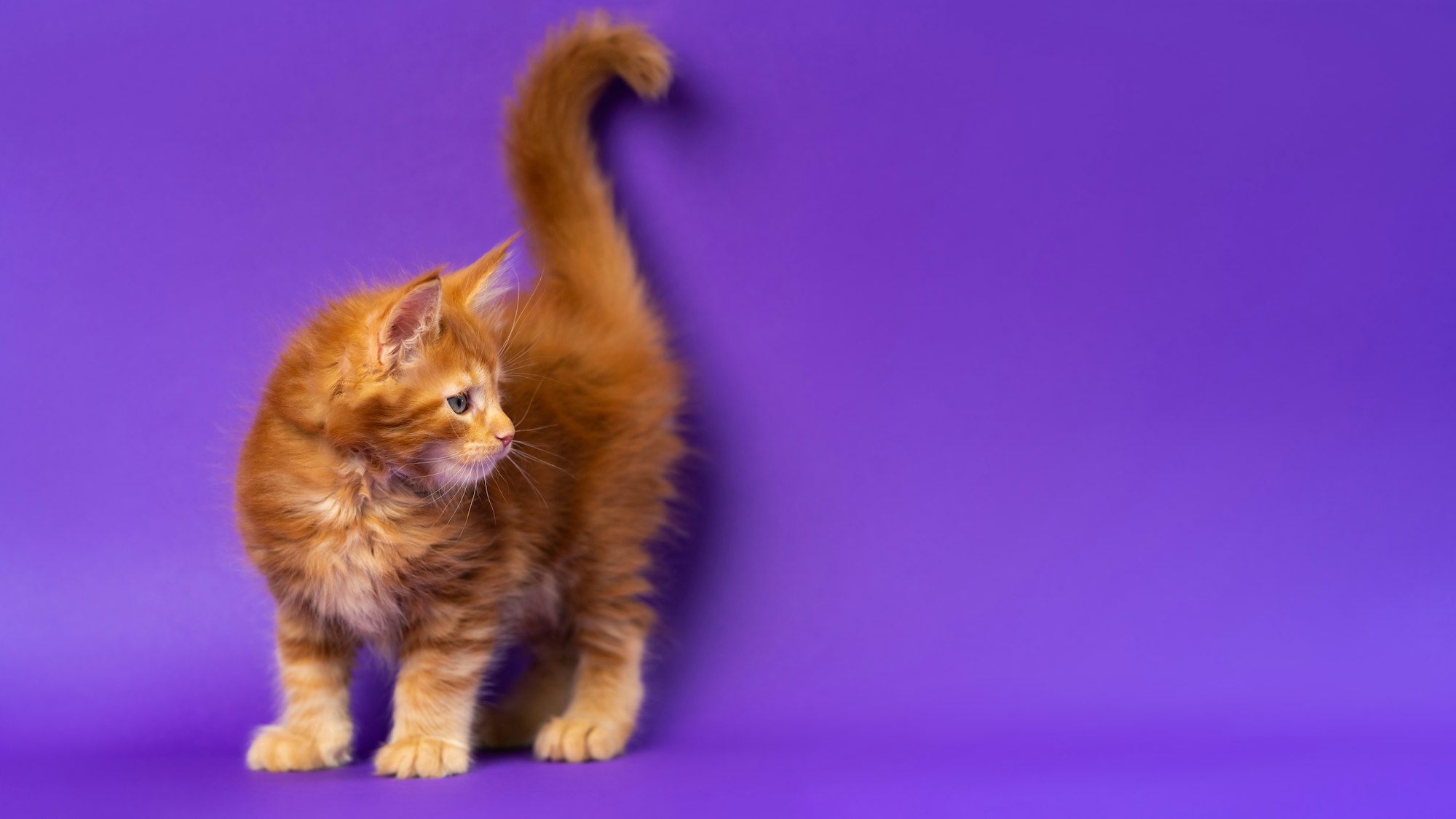 Apprenez à décoder ces trois signaux transmis par la queue de votre ...
