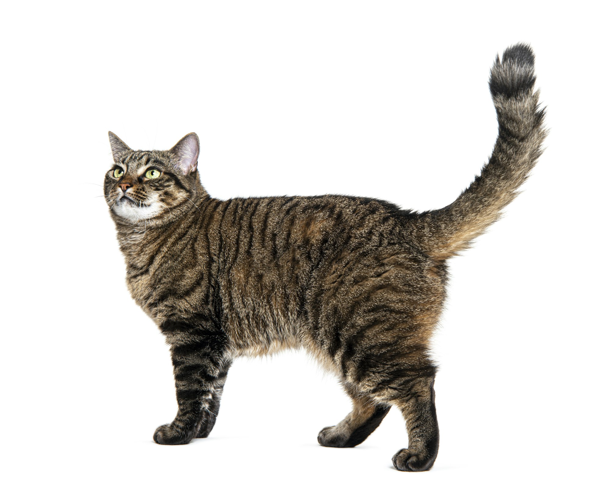 Comment savoir si mon chat est heureux ? Top 5 des signes à observer ...