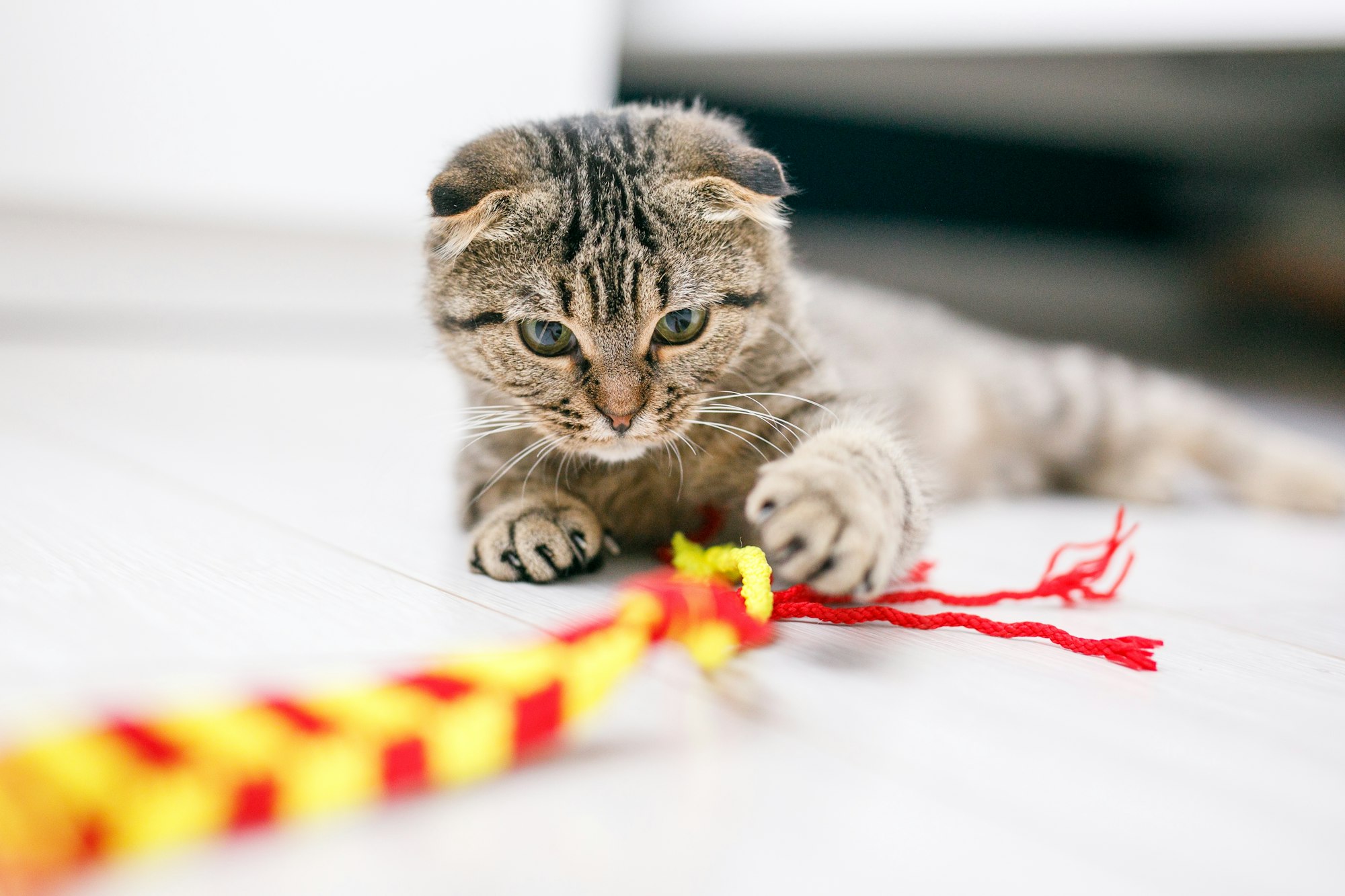 Voici 3 idées d'activités pour stimuler votre chat en votre absence de ...