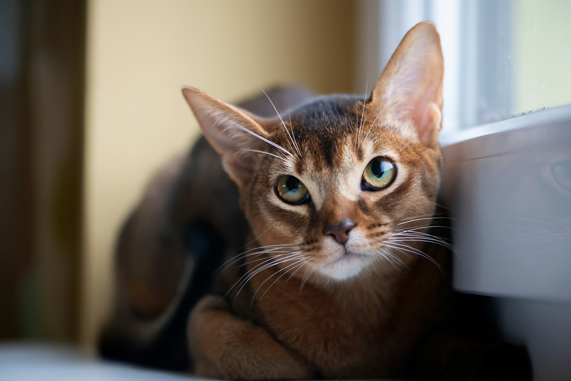 Le chat Abyssin : on vous dit tout sur cette race de chat si élégante ...