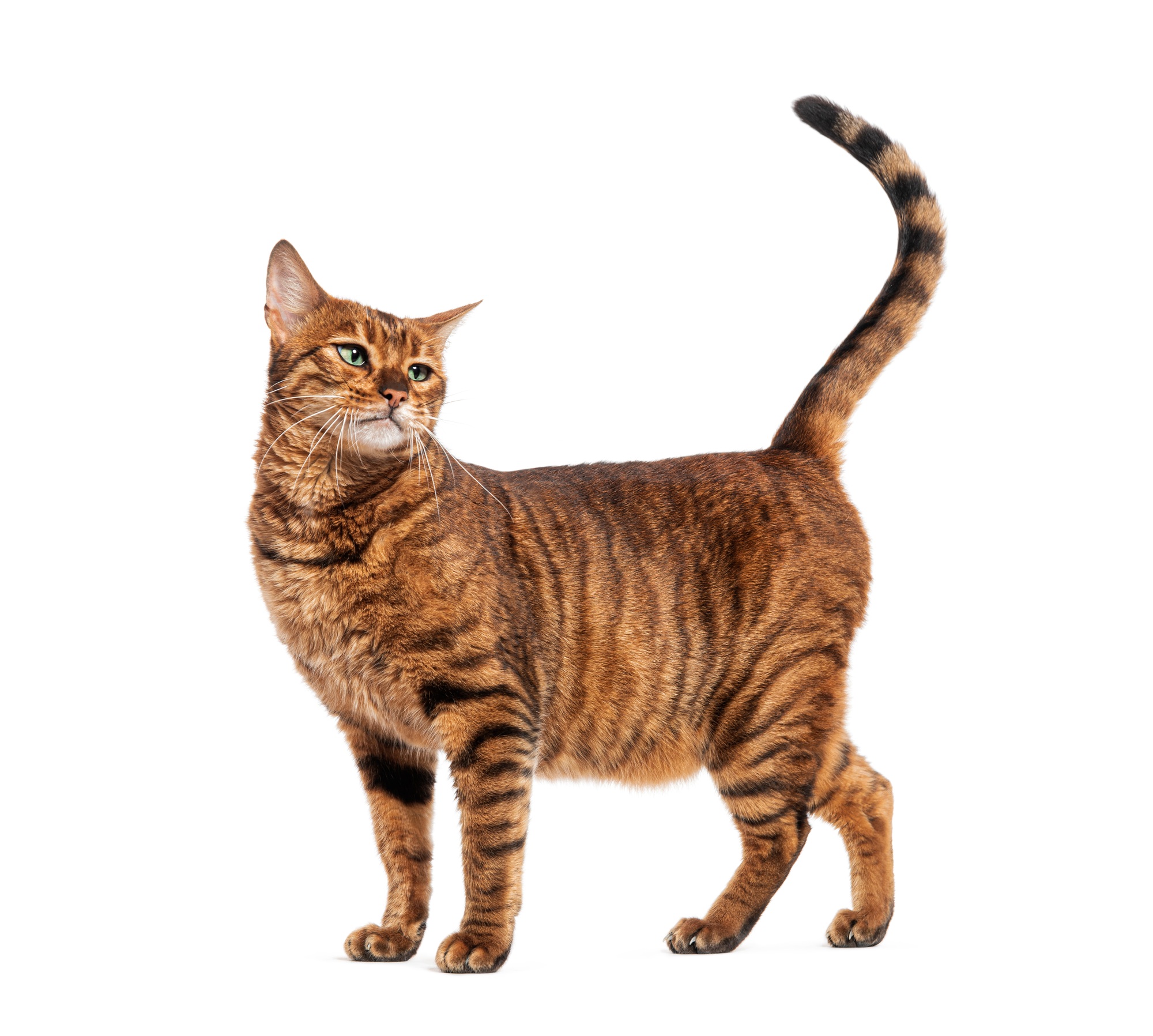 Pourquoi le chat remue-t-il la queue ? Trois significations possibles ...