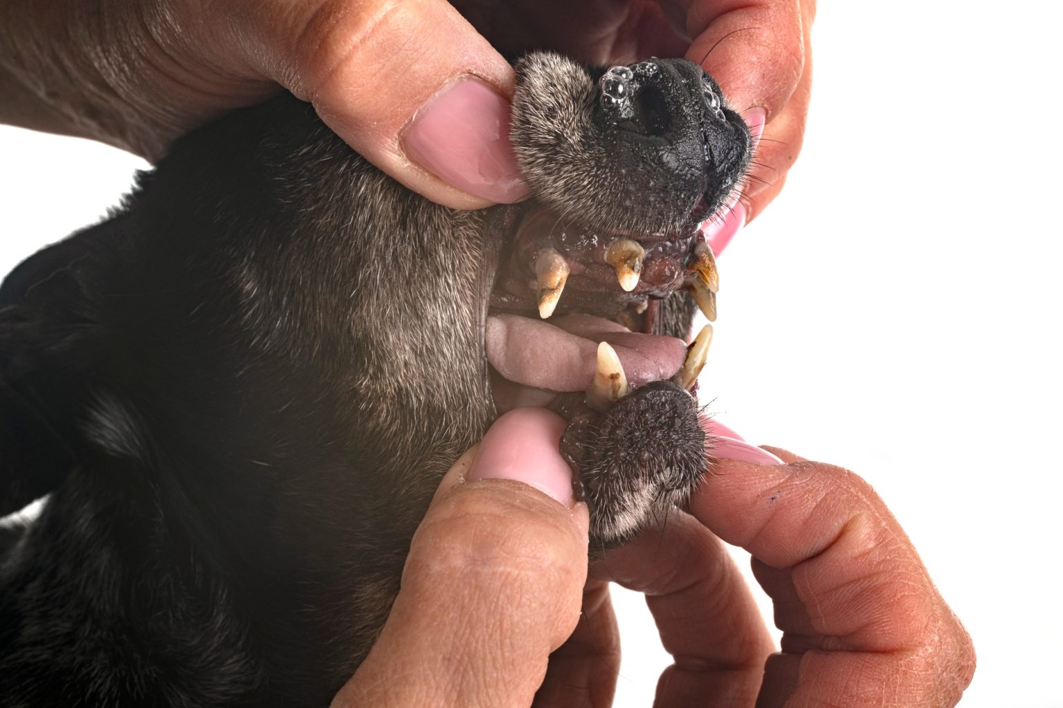 Les dents chez le chien : tout savoir sur leur pousse, leur entretien ...