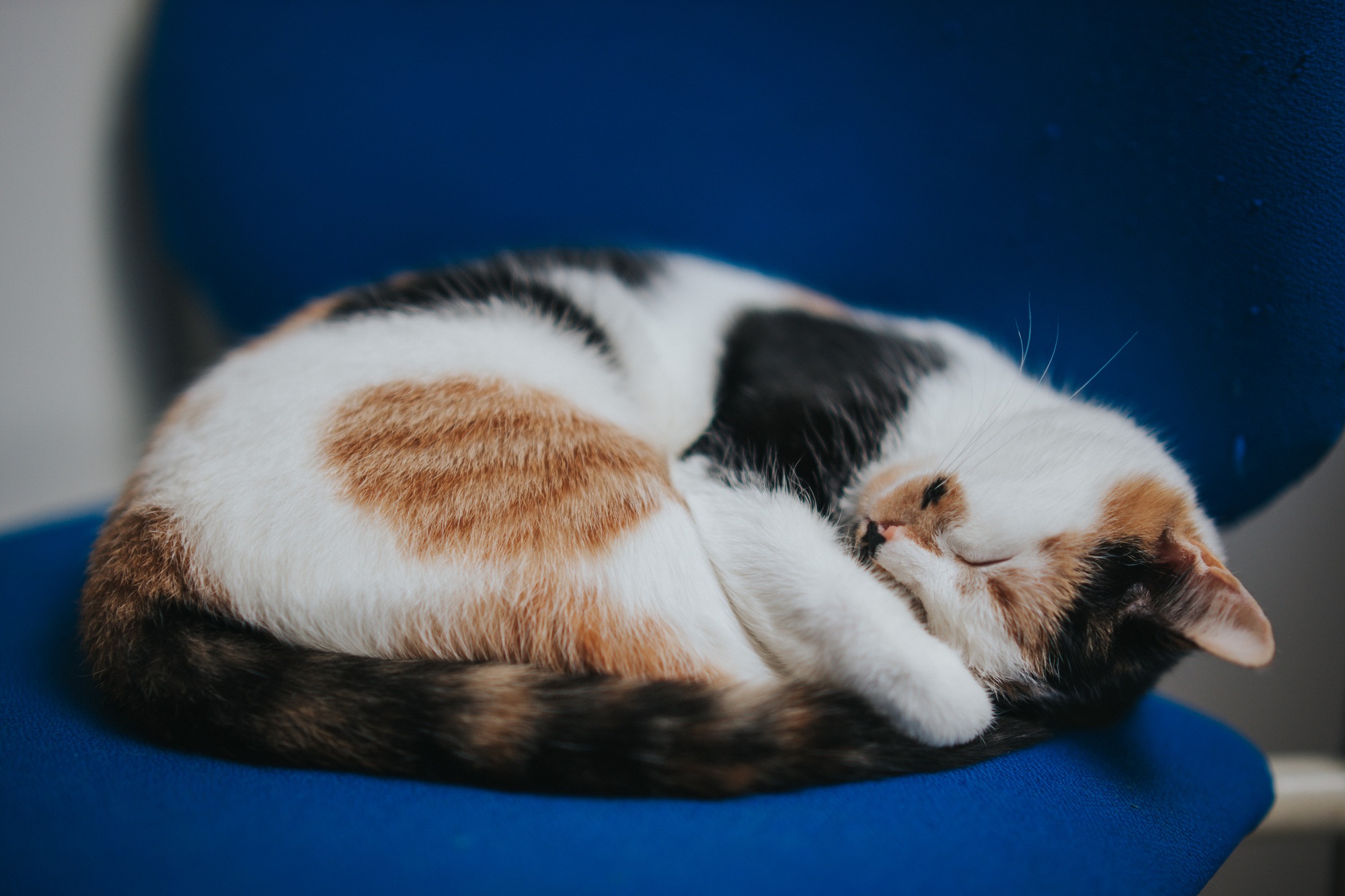 Pourquoi mon chat dort-il en boule ? Les raisons biologiques de ce ...