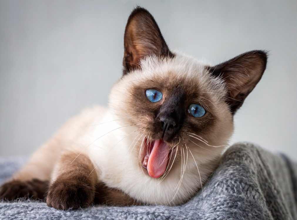 Pourquoi le chat remue-t-il la queue ? Trois significations possibles ...