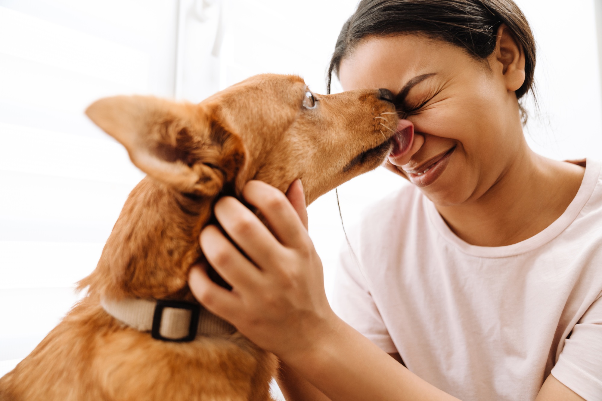 Les mains, le visage, les pieds : mon chien me lèche sans arrêt ! Que ...